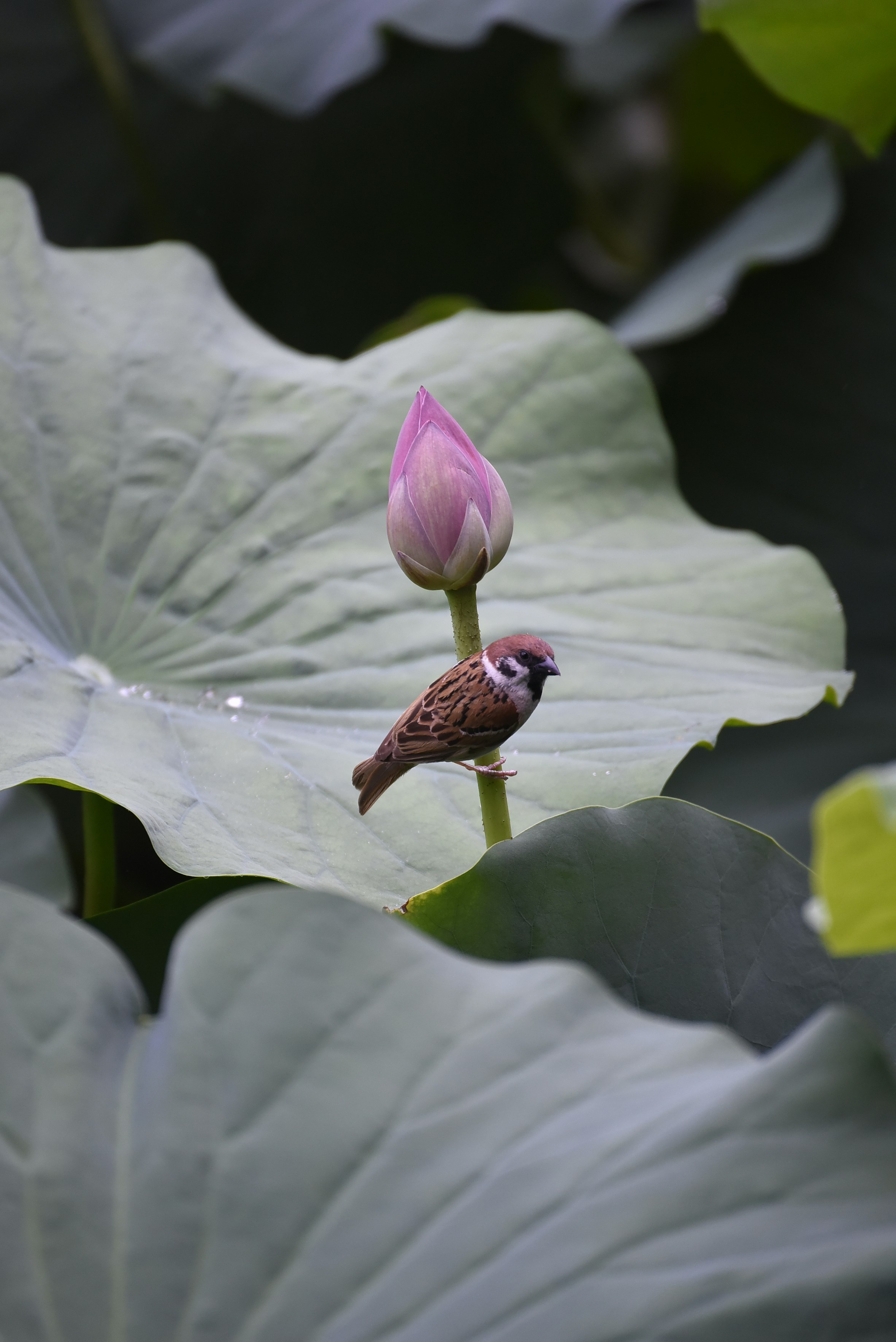 Hushed Perch: Sparrow on a Lotus Stem Beneath a Pink Bud Among Pale Leaves