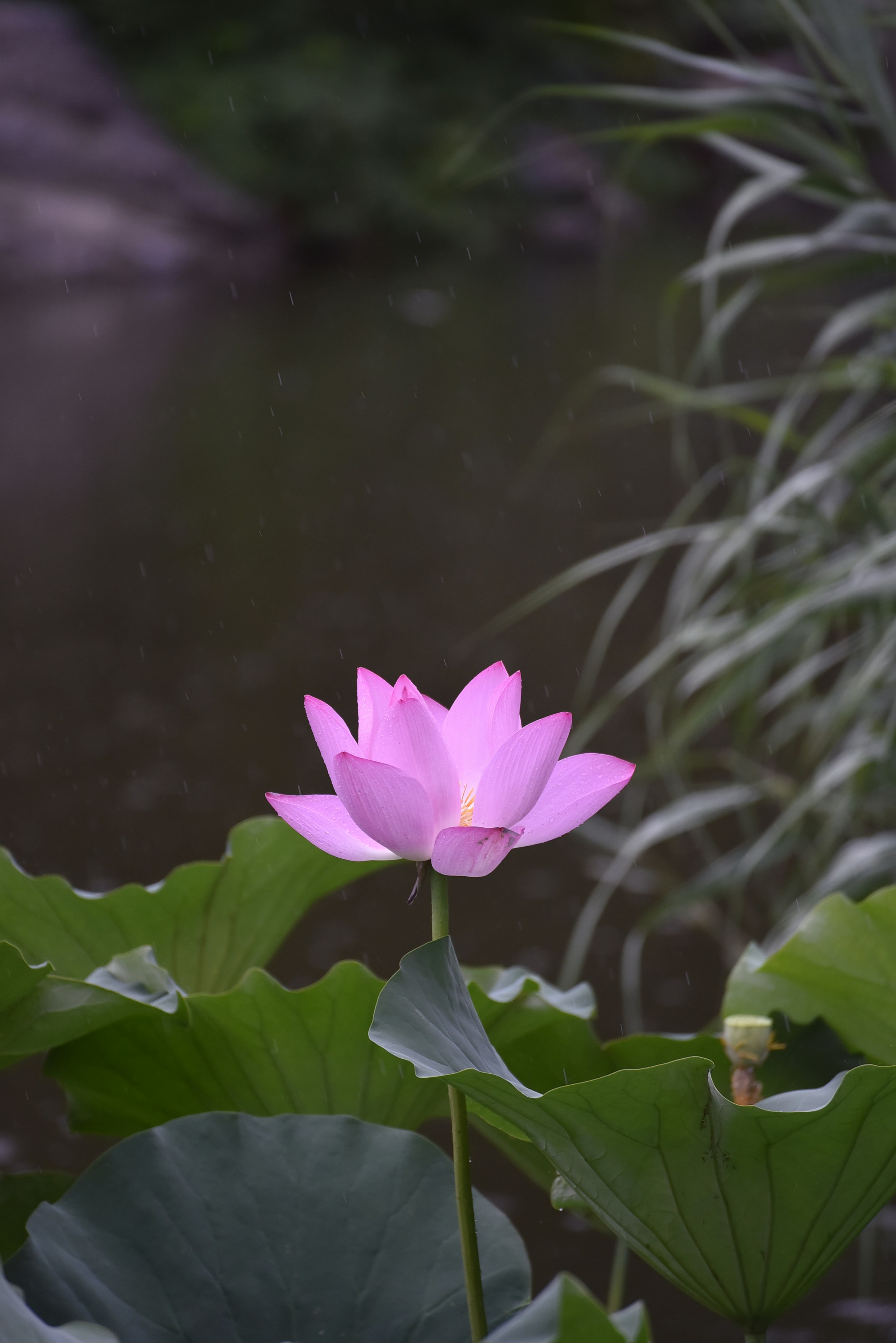 Pink Lotus Serenade: a Rain-kissed Bloom Above Quiet Pond Pads