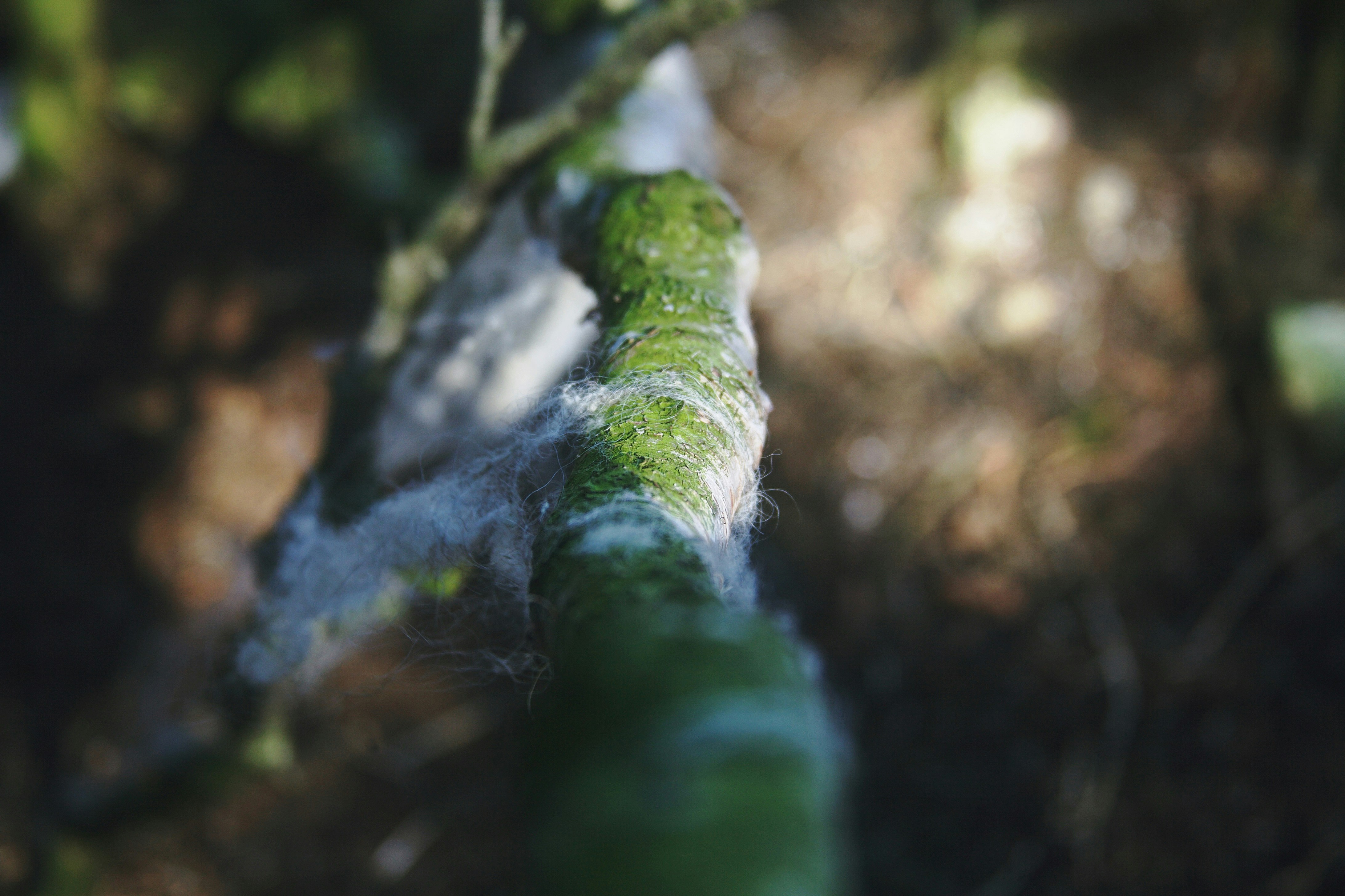 A close up of a green and white object in the woods photo – Free Nature ...