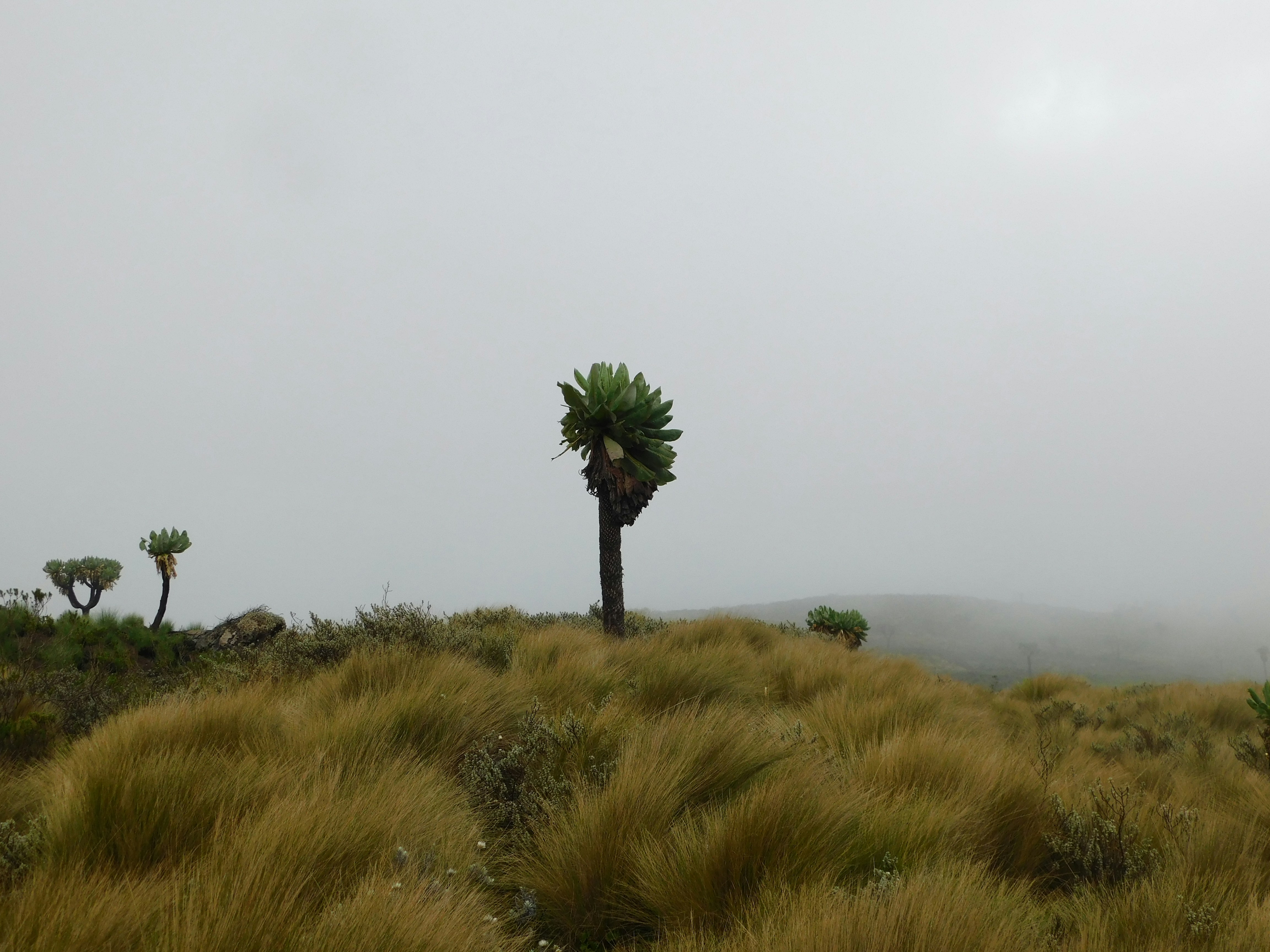 Sentinel of the Mist: A Lone Palm on a Fog-Washed Grassland