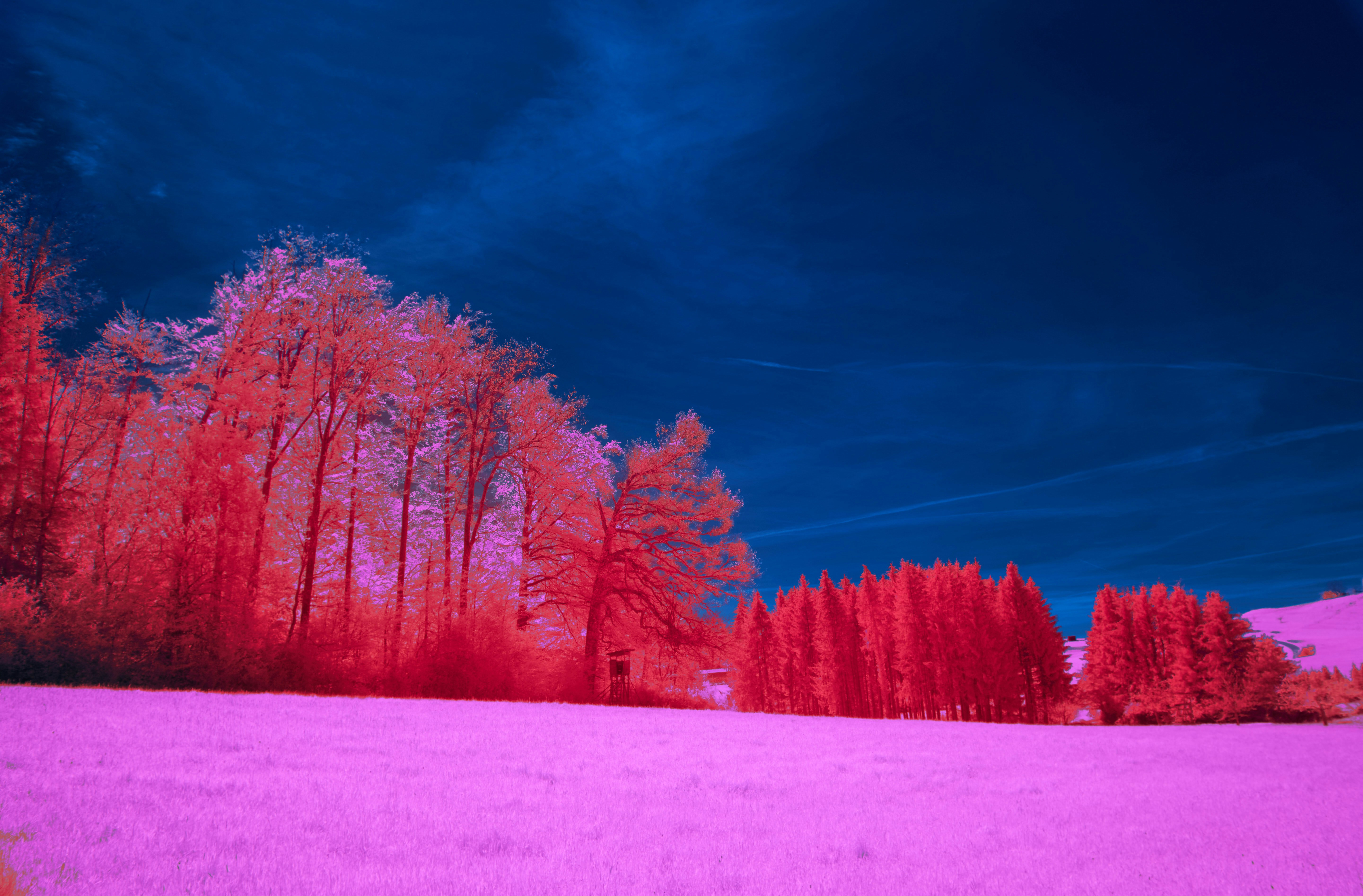 Une image infrarouge d’arbres dans un champ photo – Image gratuite de ...