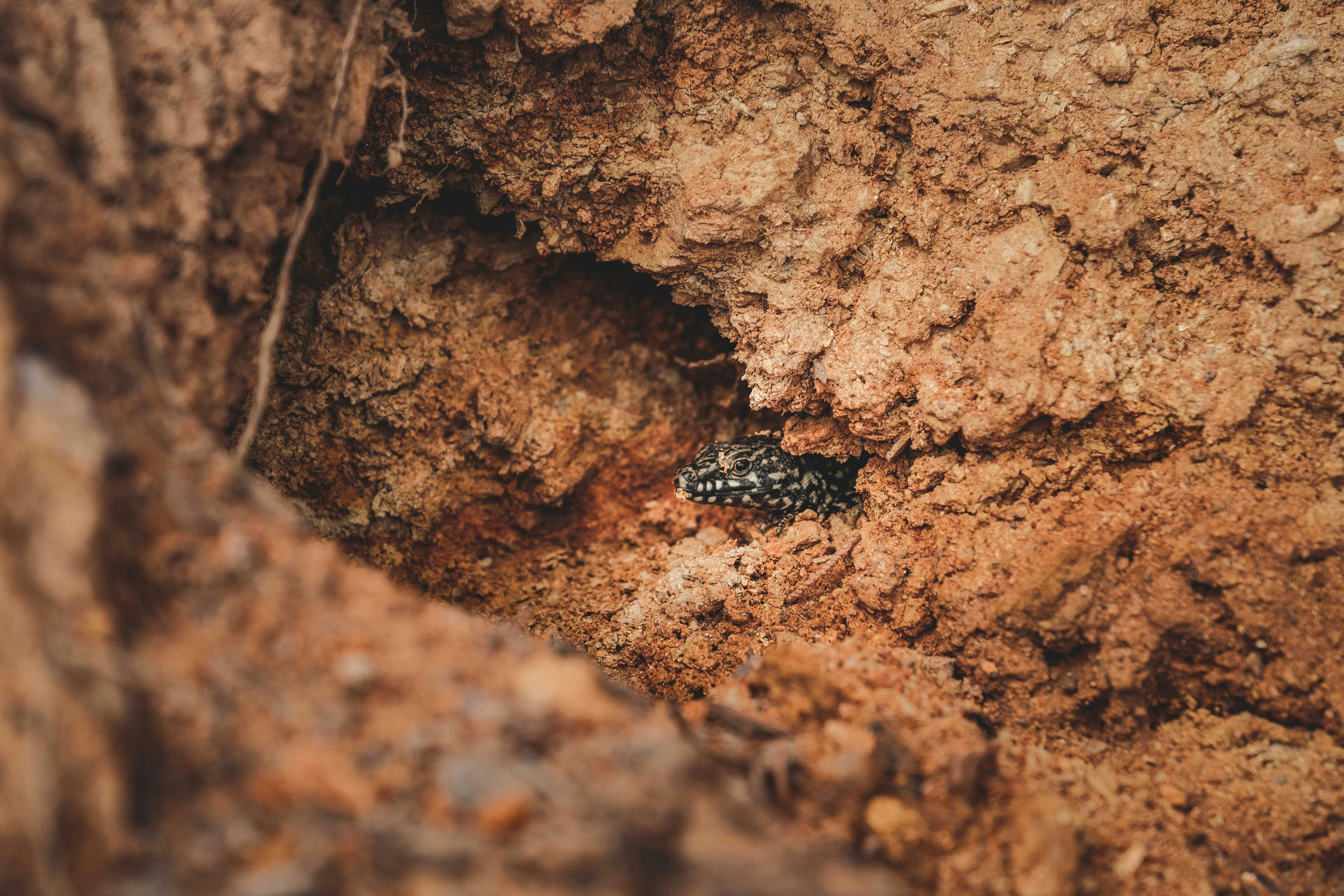A bug crawling in a crack in a rock photo – Free Rock Image on Unsplash