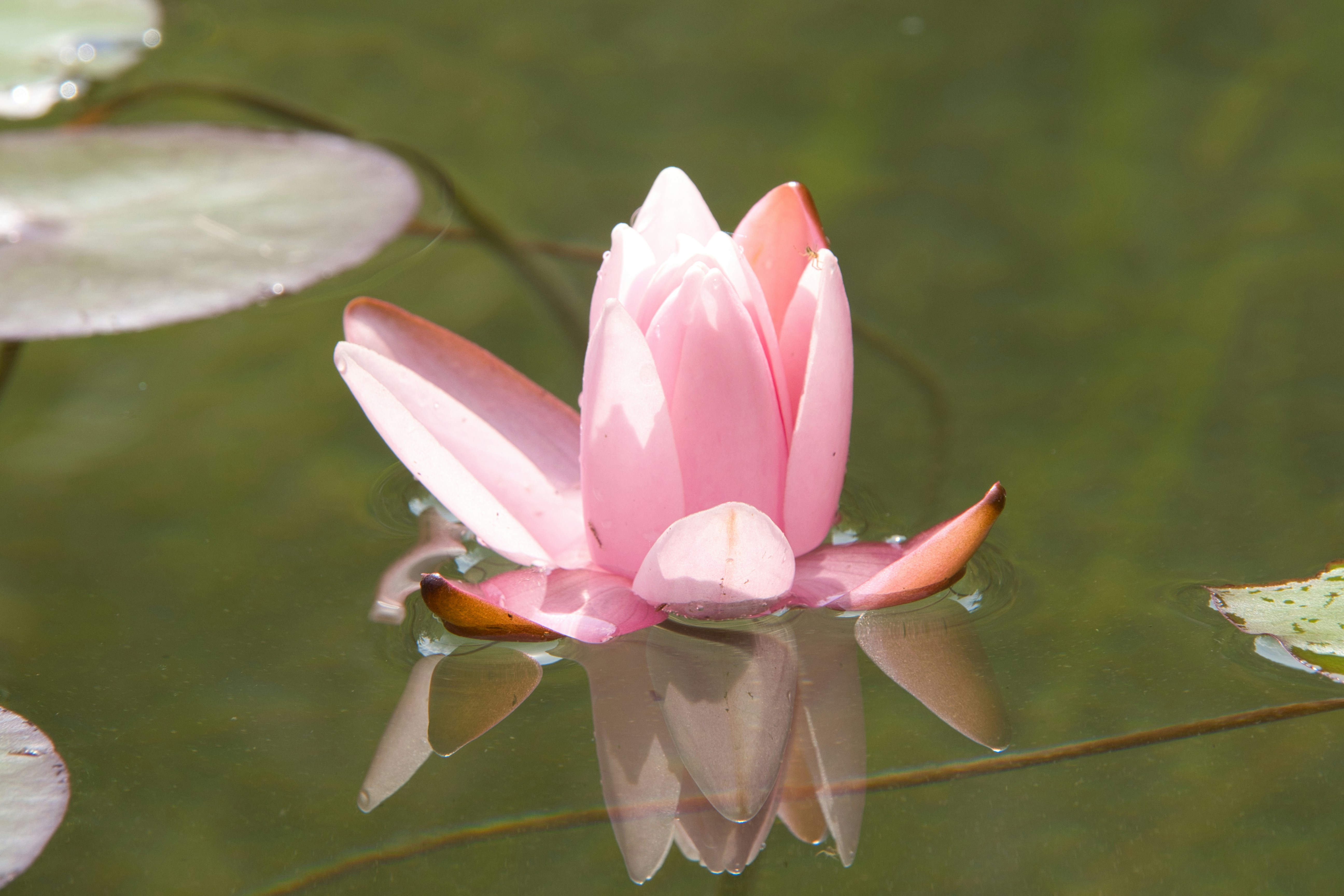 Pink water lily floating on a calm pond with surrounding lily pads and a clear reflection on the water.