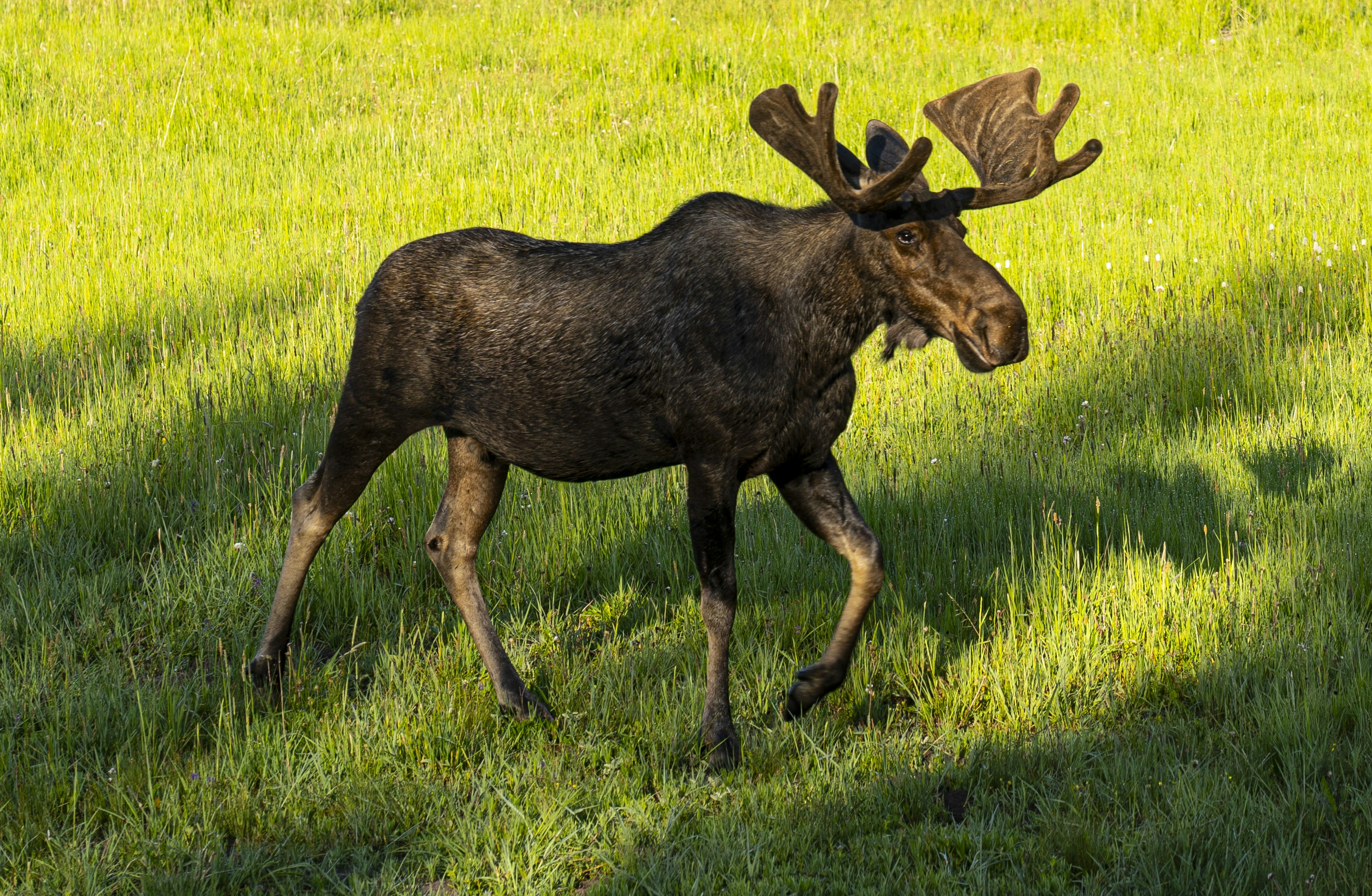 A moose walking across a lush green field photo – Free Colorado Image ...