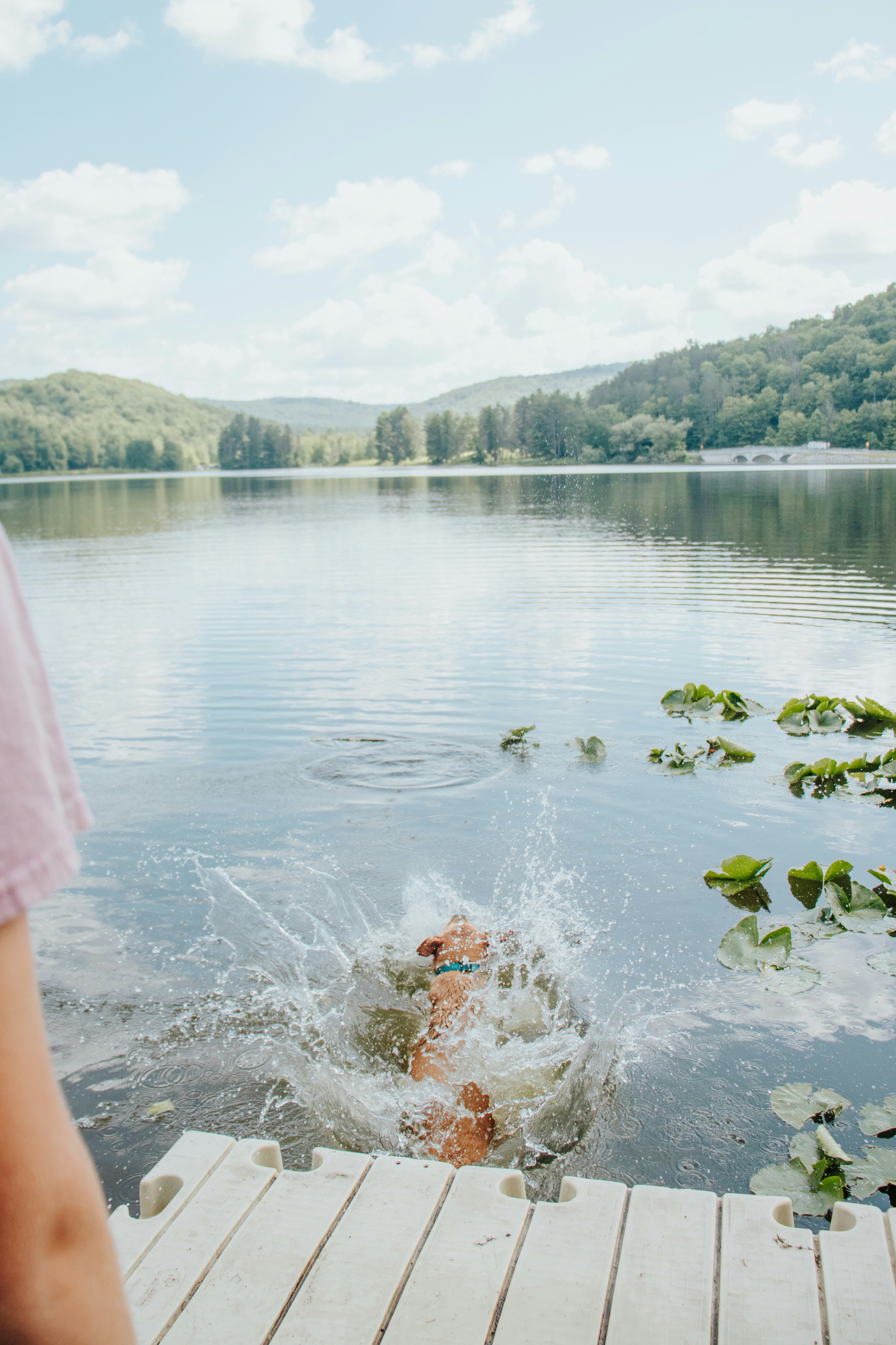 Splash Run: A Diver Emerges from the Lake onto a Sunny Dock