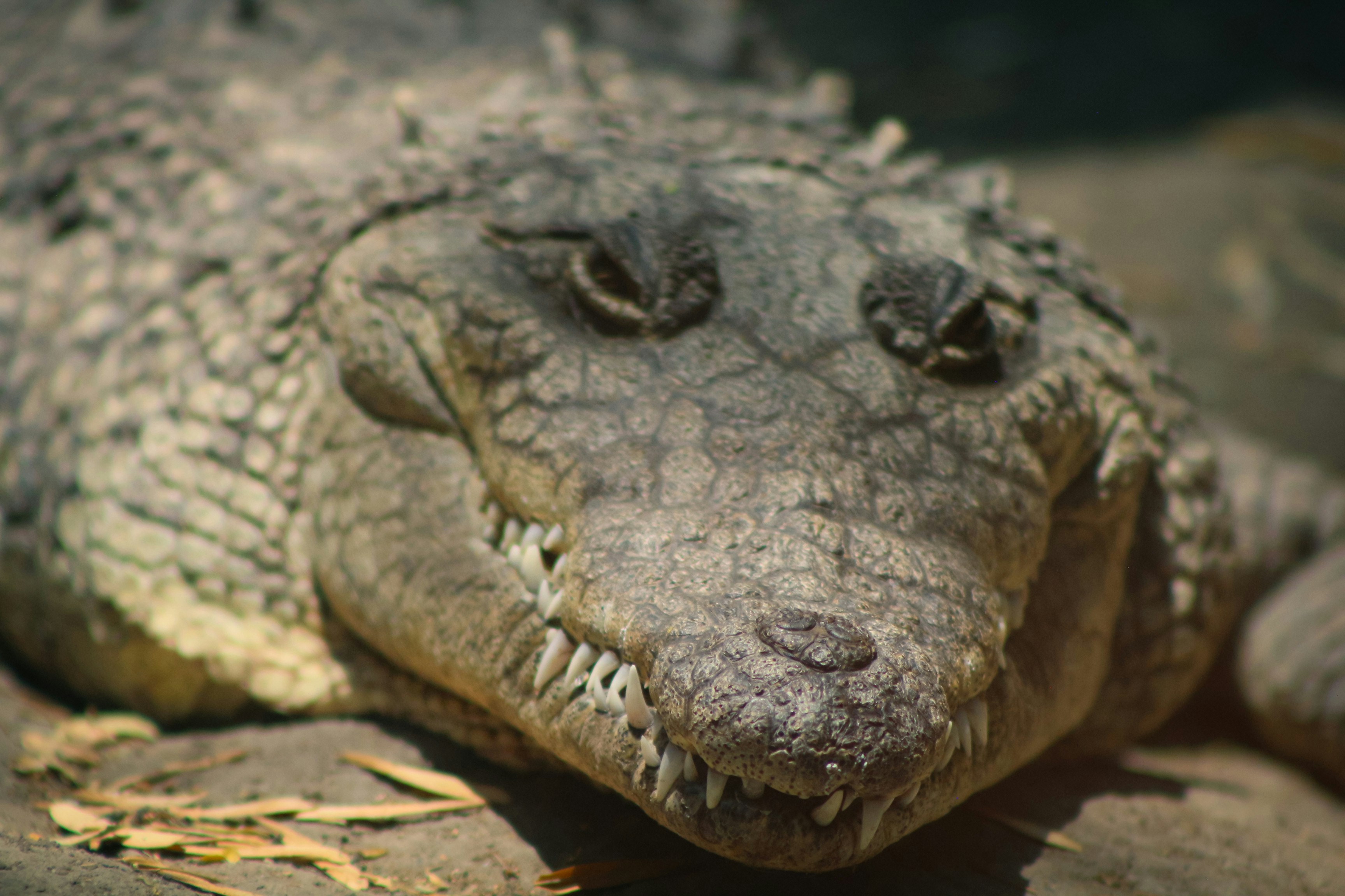 A close up of a large alligator laying on the ground photo – Free ...