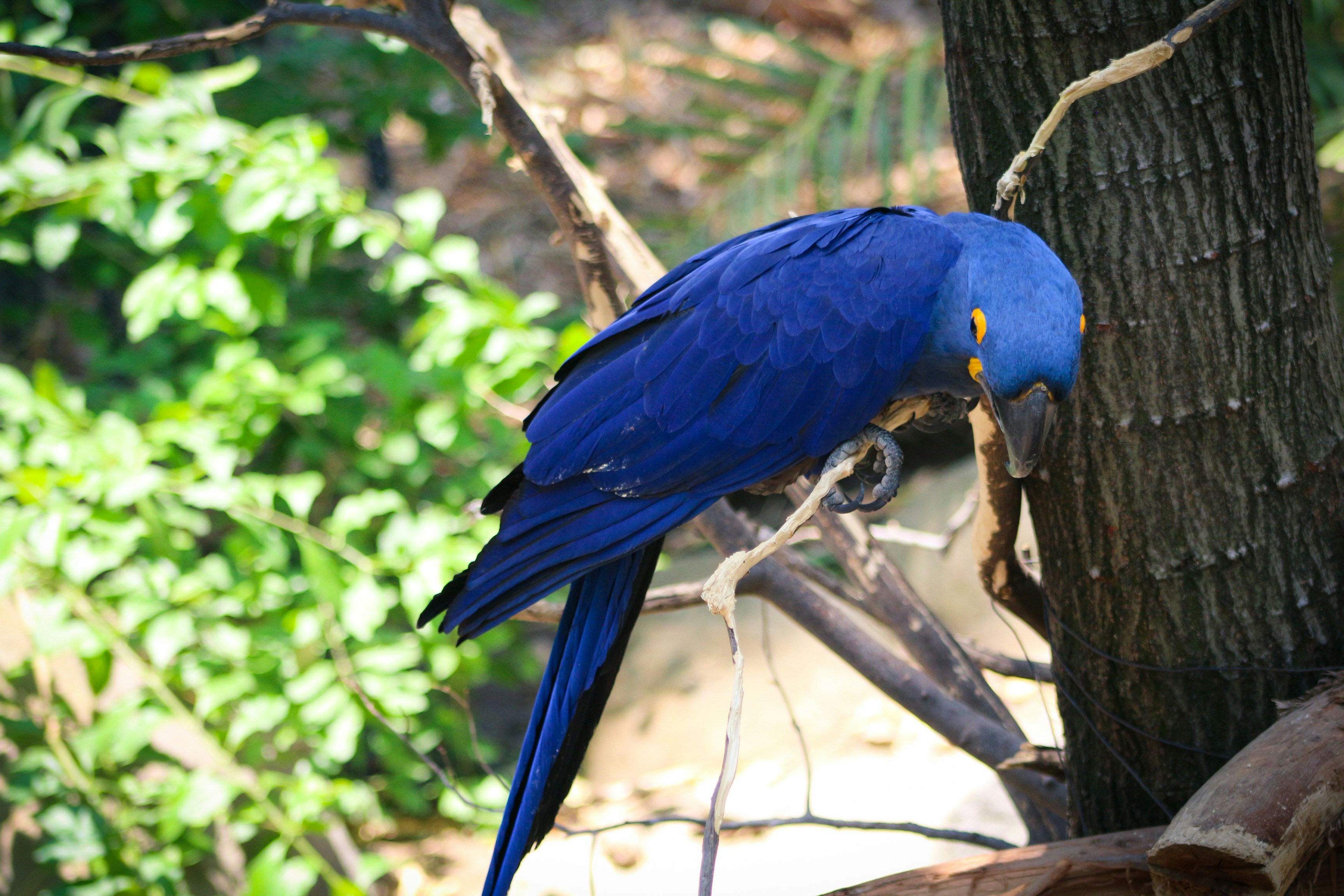 Azure Macaw Perched Along a Sunlit Trunk in Lush Greens