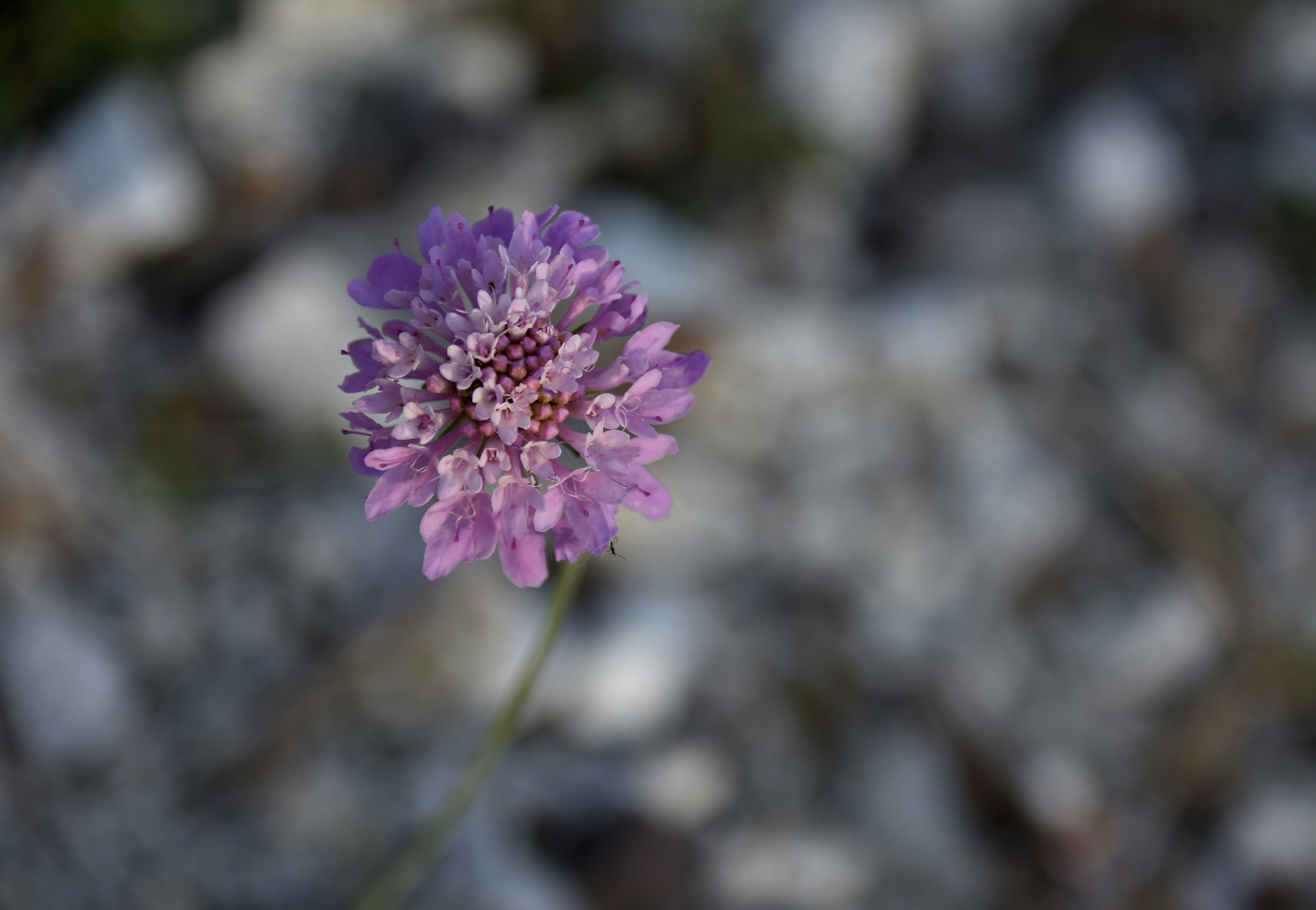 Isolated Purple Bloom: Sharp Focus Against a Pebble-Studded Backdrop