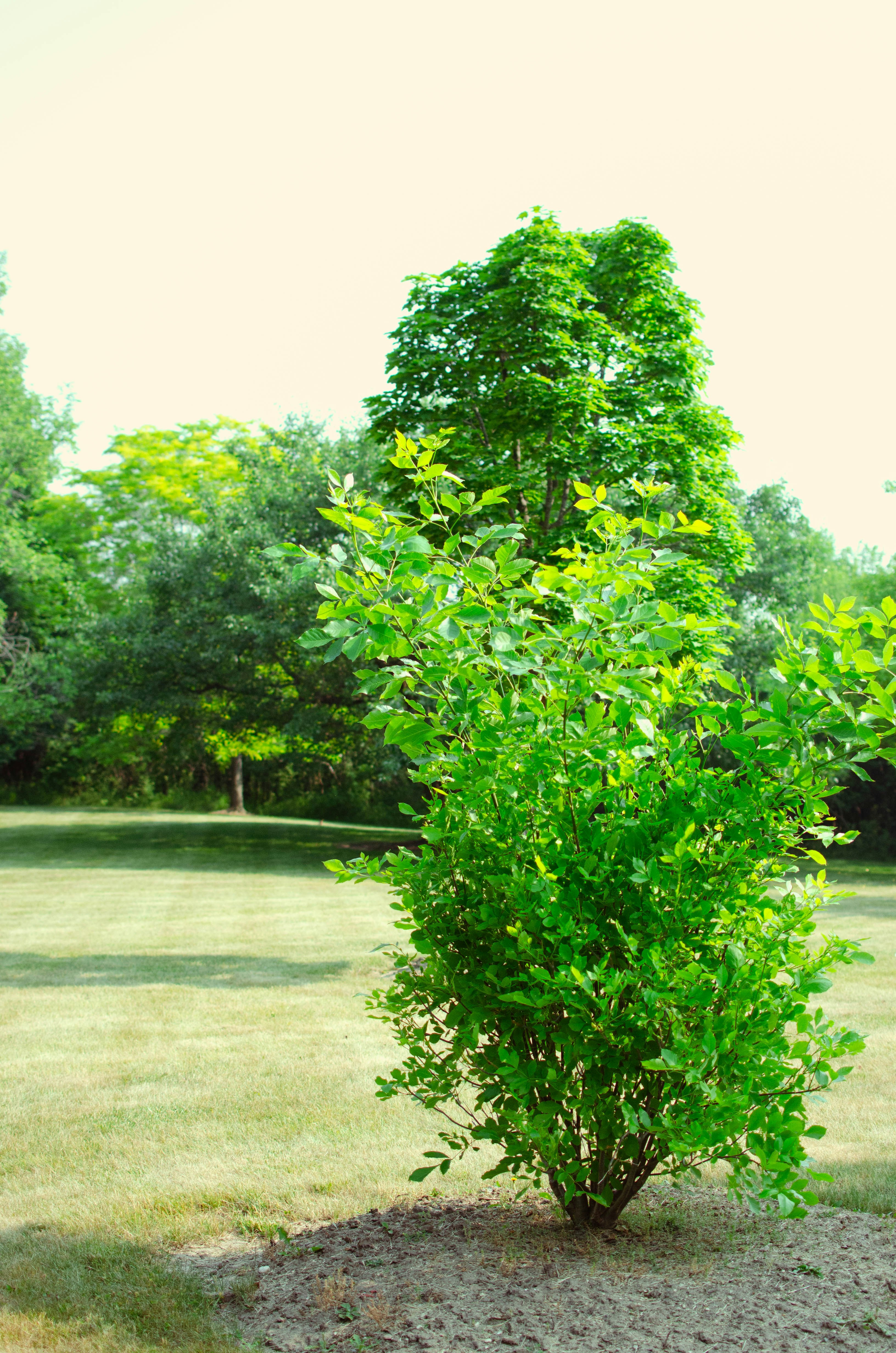 Un buisson vert au milieu d’un champ photo – Image gratuite de Fond de ...