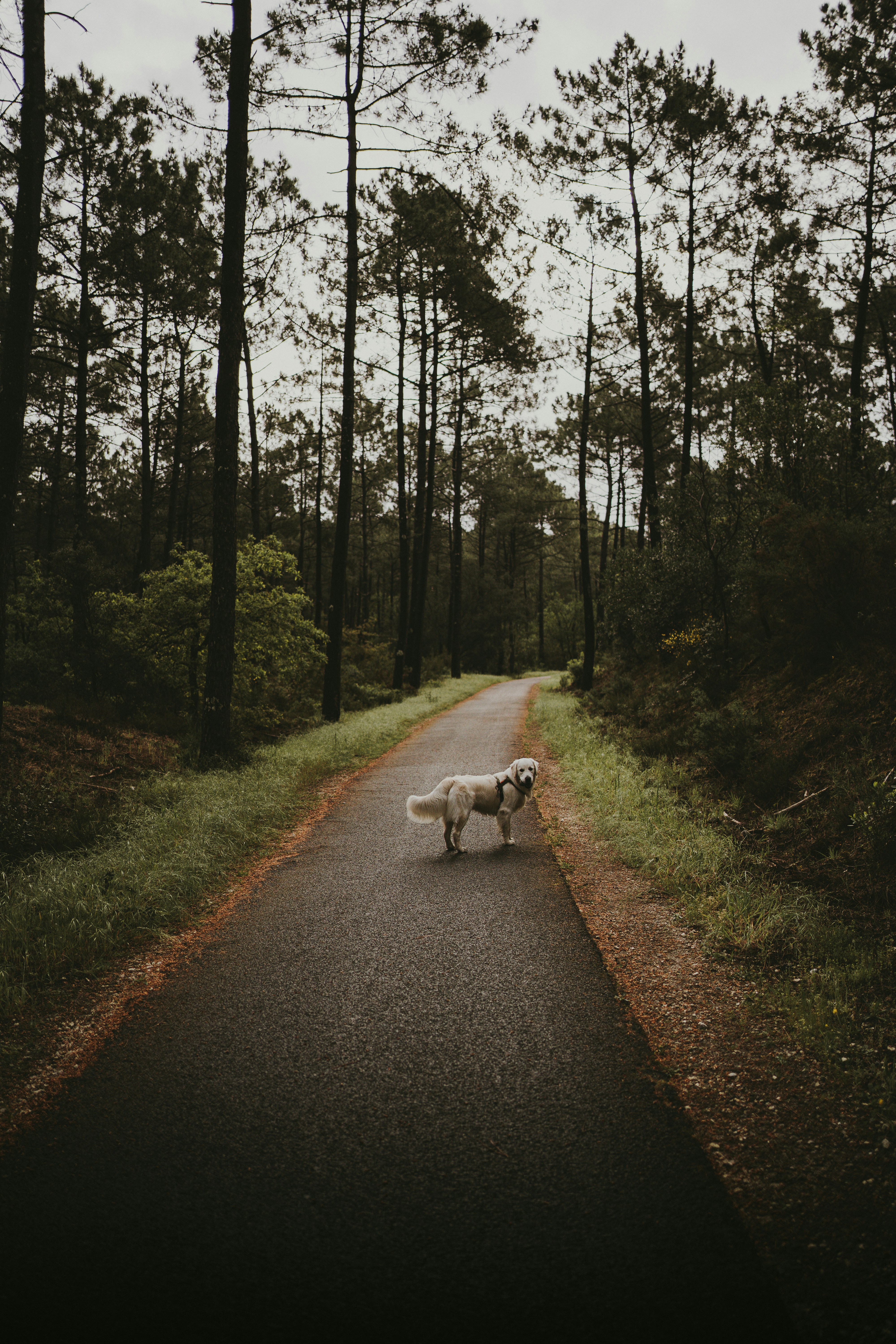 Mid-Path Pause: A White Dog on a Quiet Forest Trail