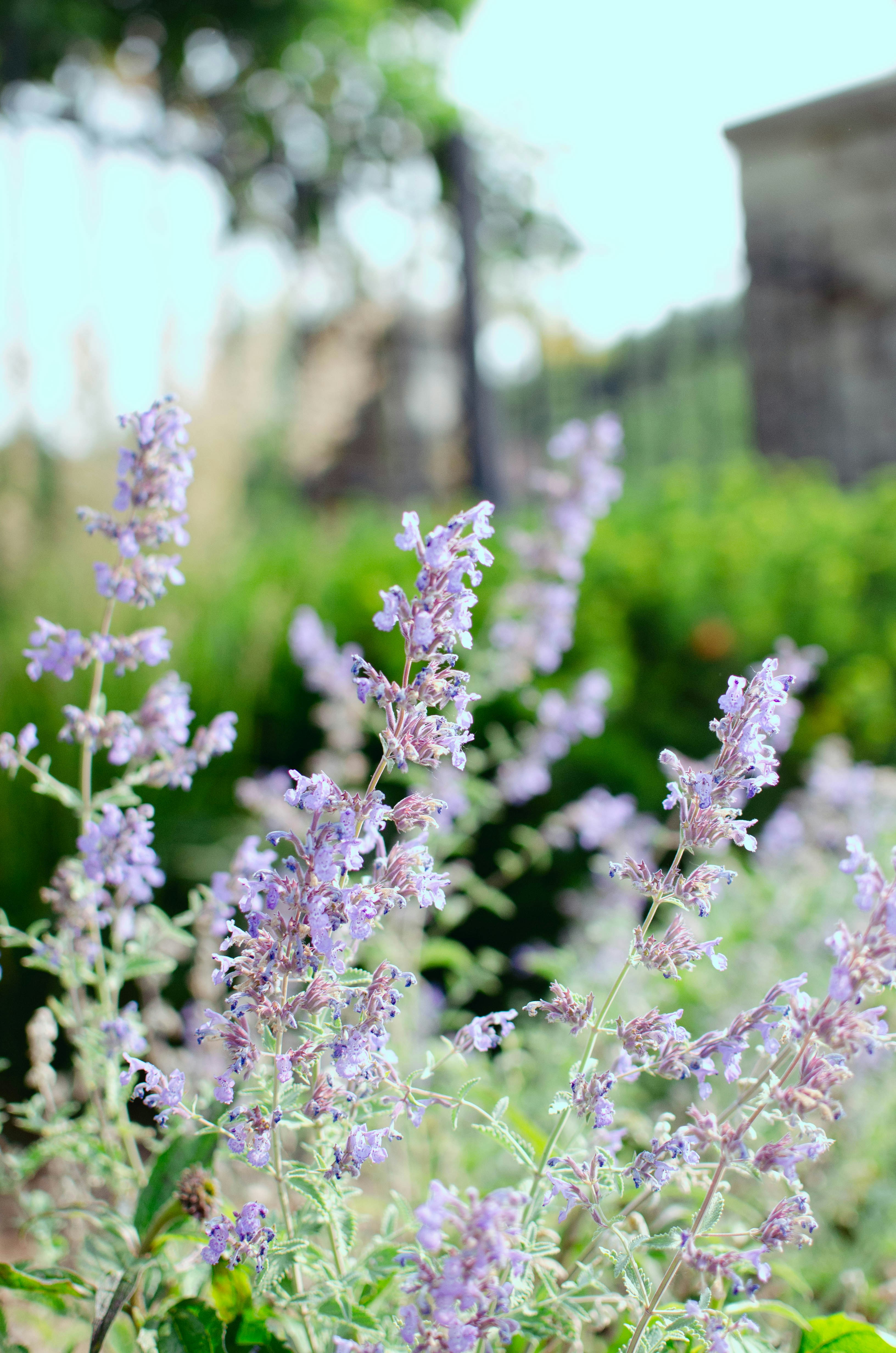 Lavender Crown: Delicate Blooms in Soft Focus Garden Light