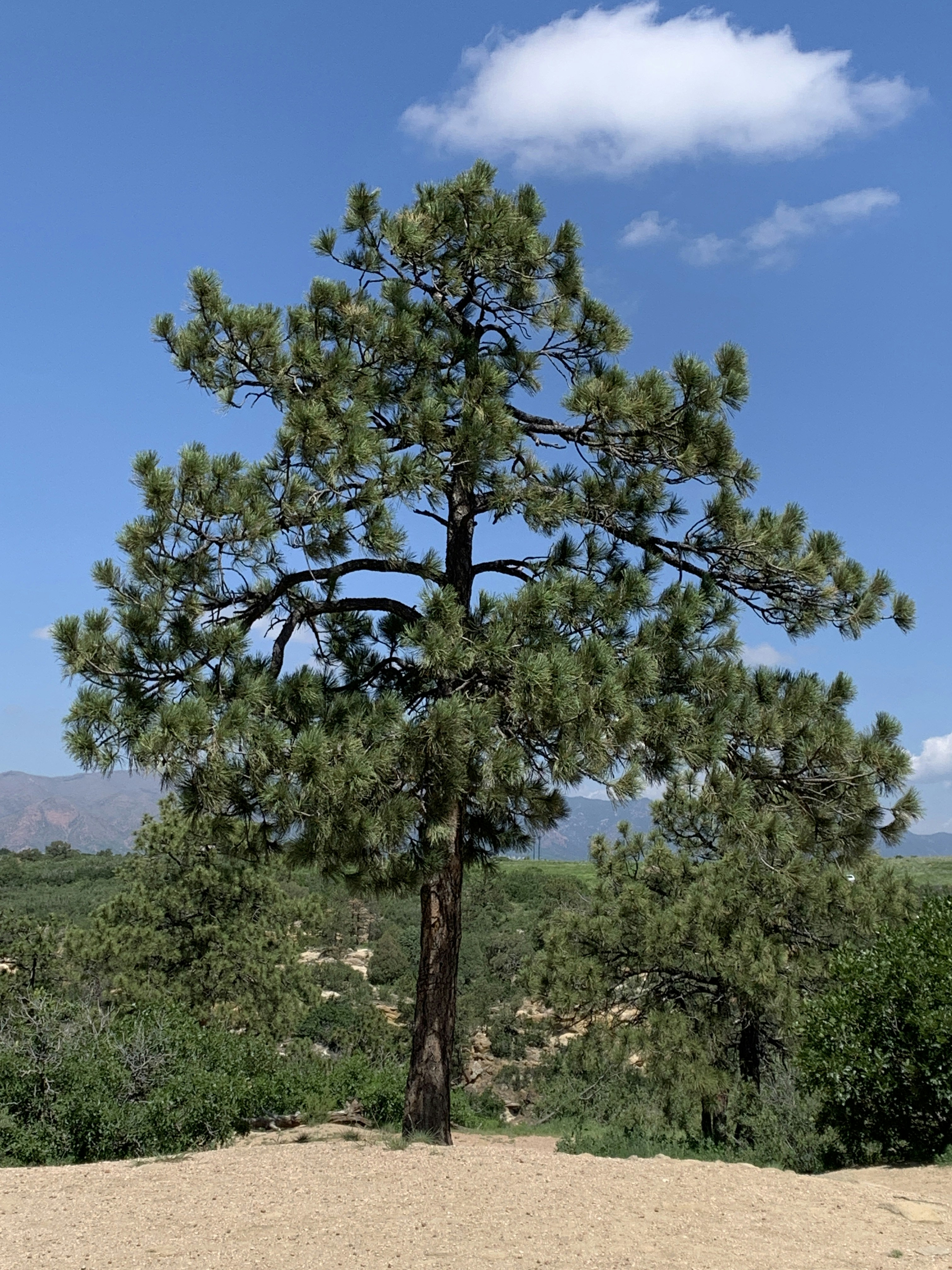 A large pine tree in the middle of a field photo – Free Colorado Image ...