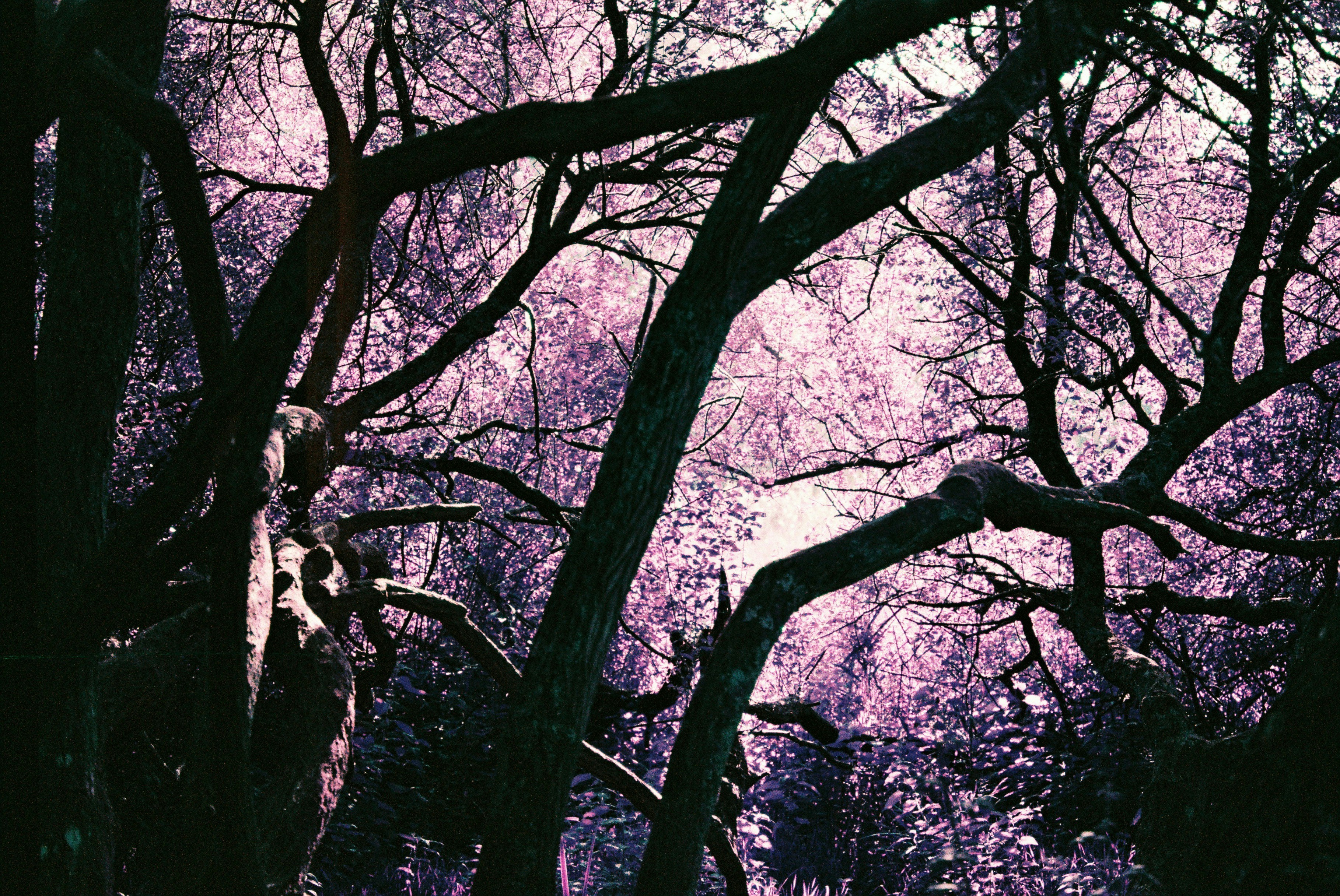 Infrared Twilight Canopy: Violet Forest in Focus