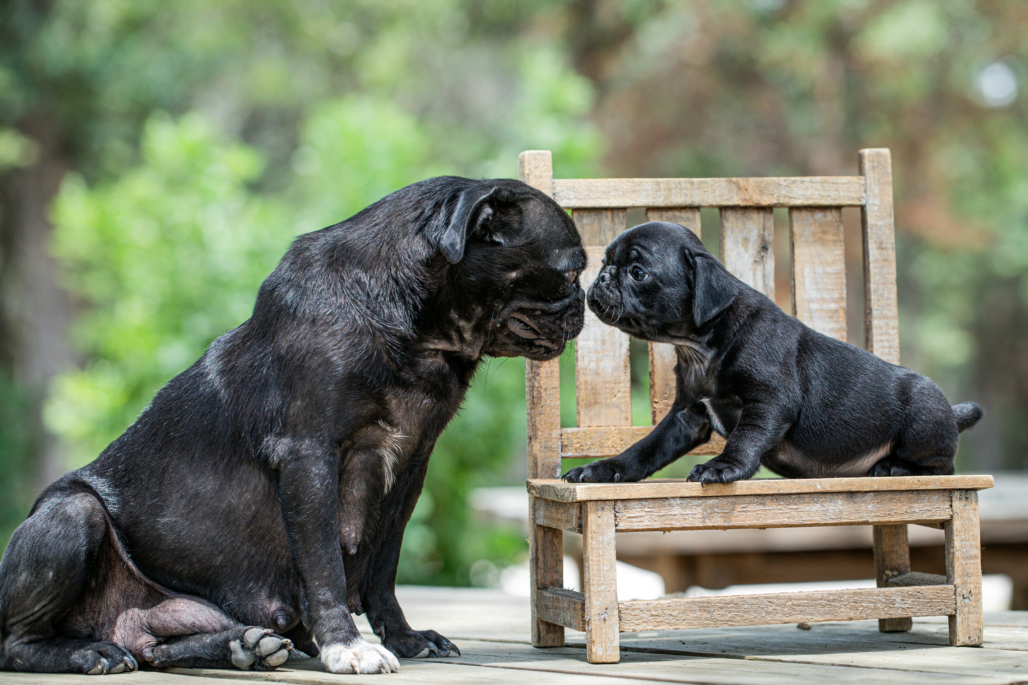 Adult dog gently interacting with a puppy on a wooden chair in a sunlit garden.
