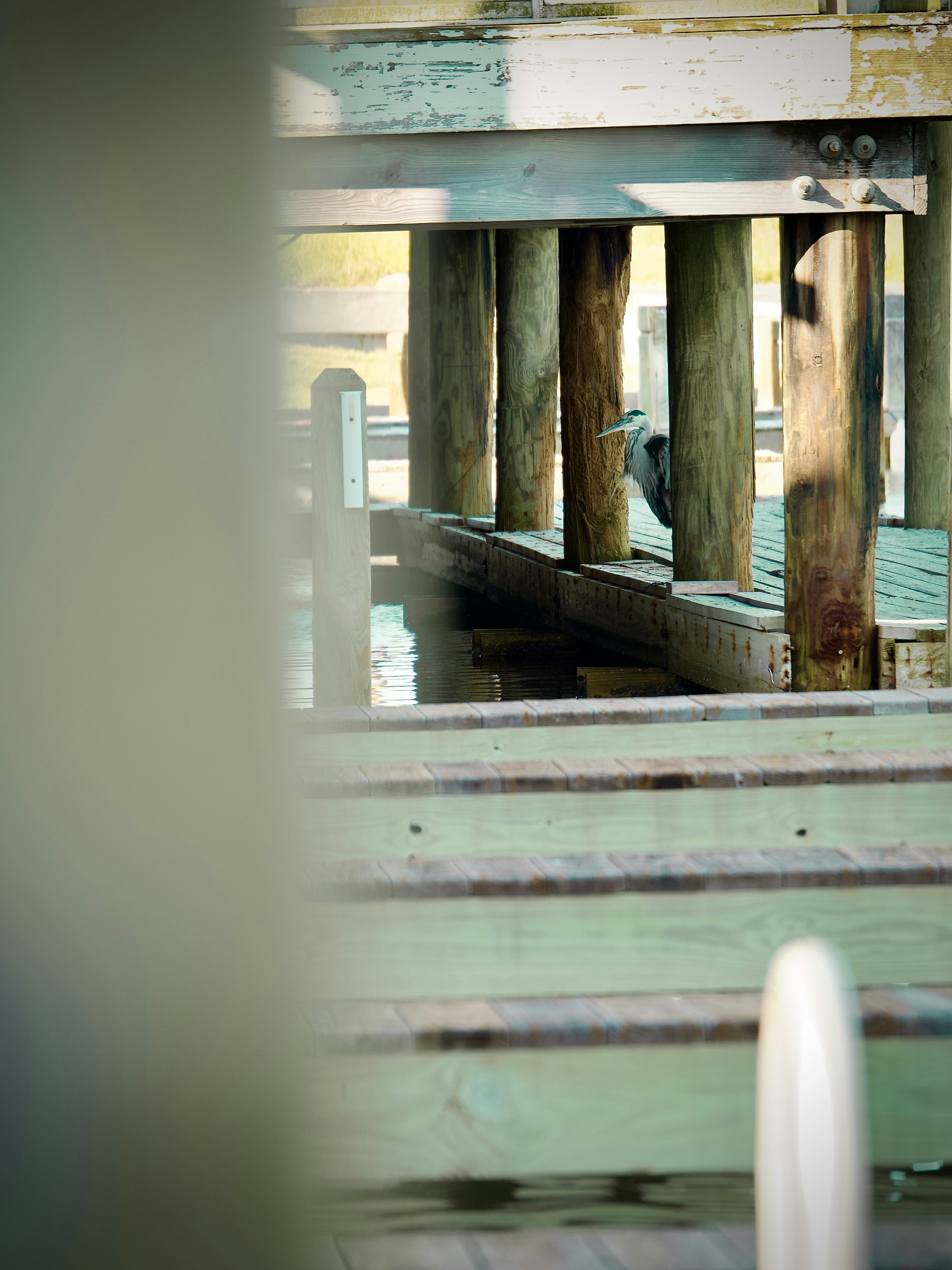 Between Weathered Pilings, a Heron Guards the Quiet Pier