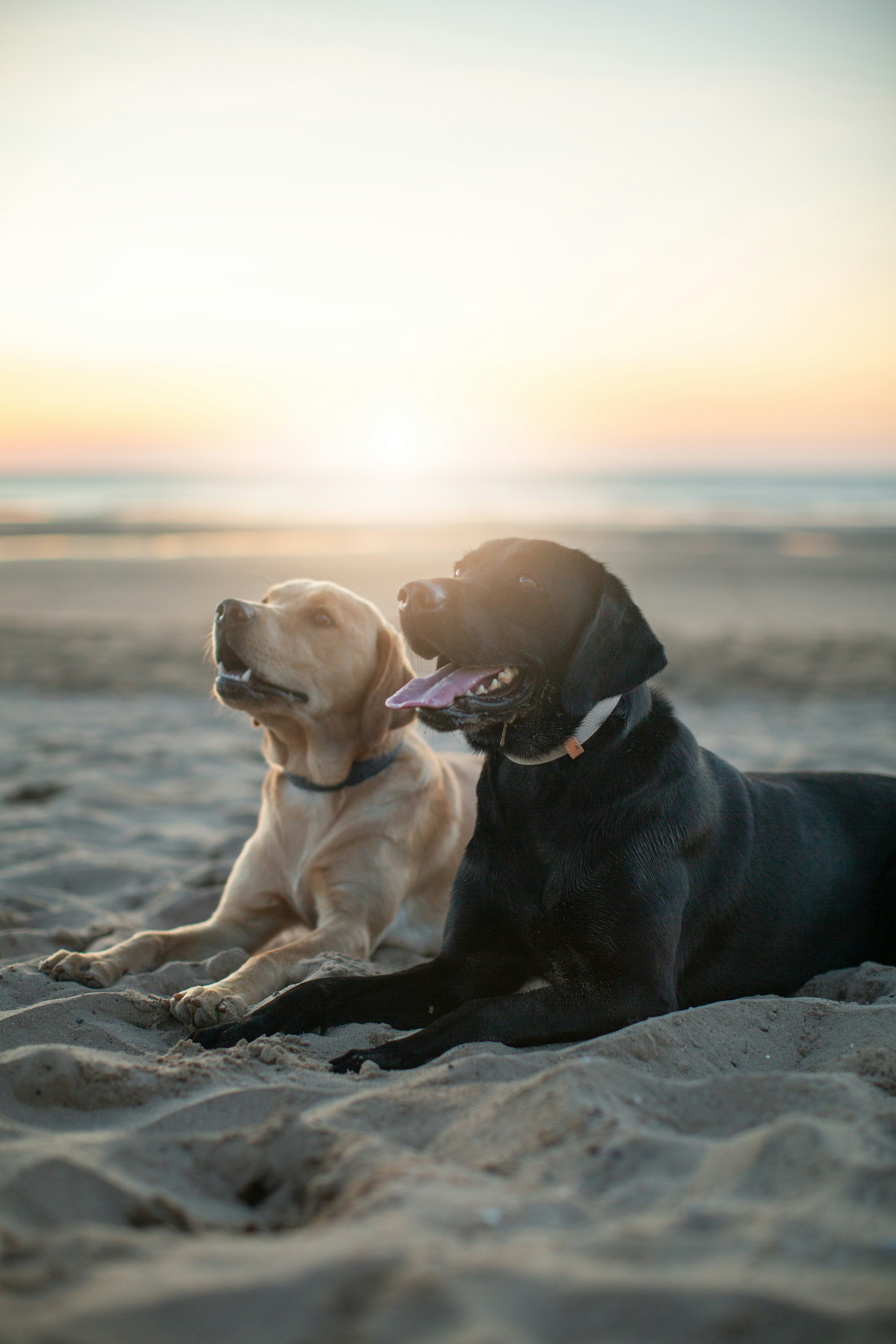 A couple of dogs laying on top of a sandy beach photo – Free Beach ...