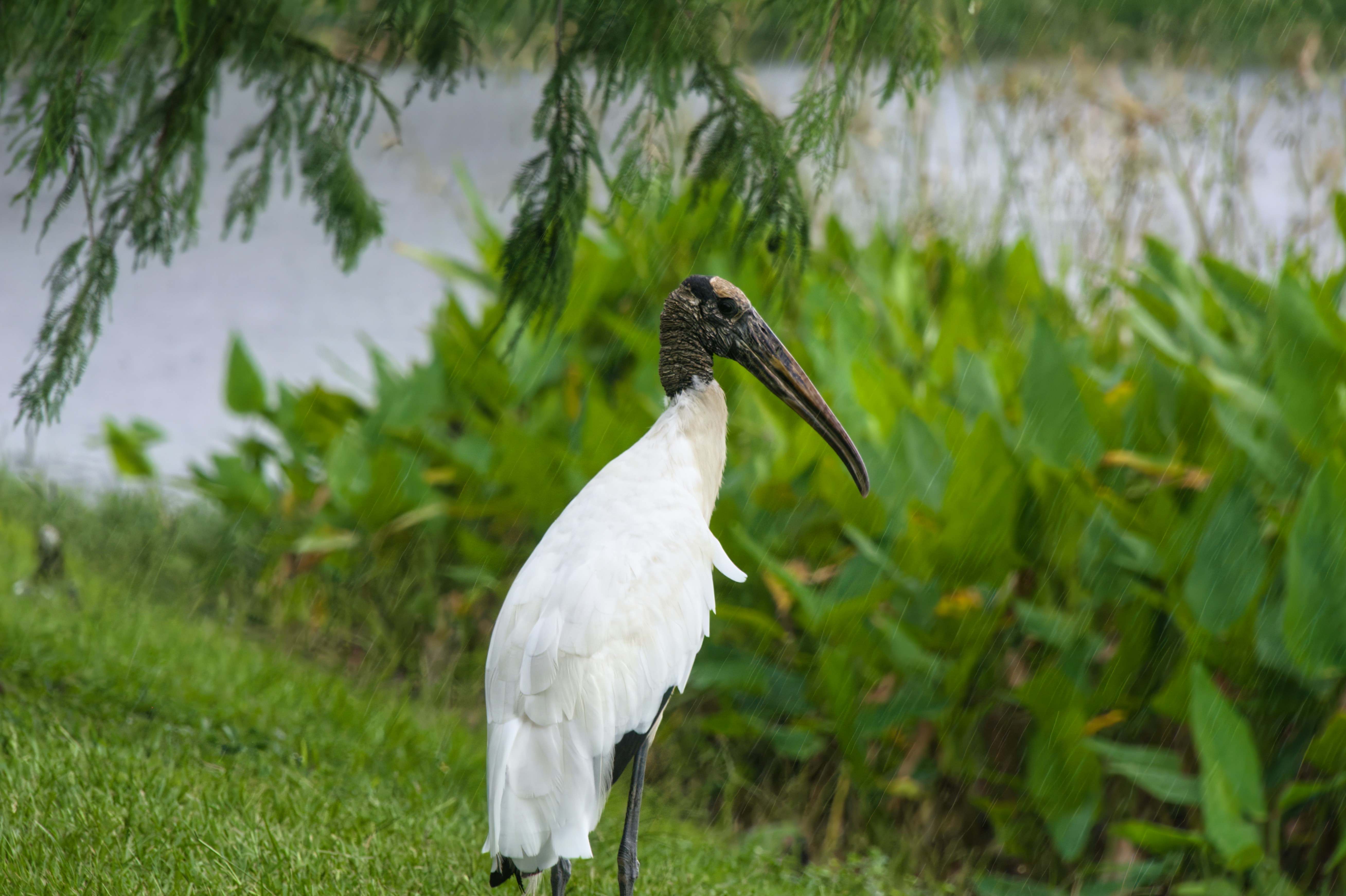 White Ibis at the Water's Edge: A Quiet Riverside Moment
