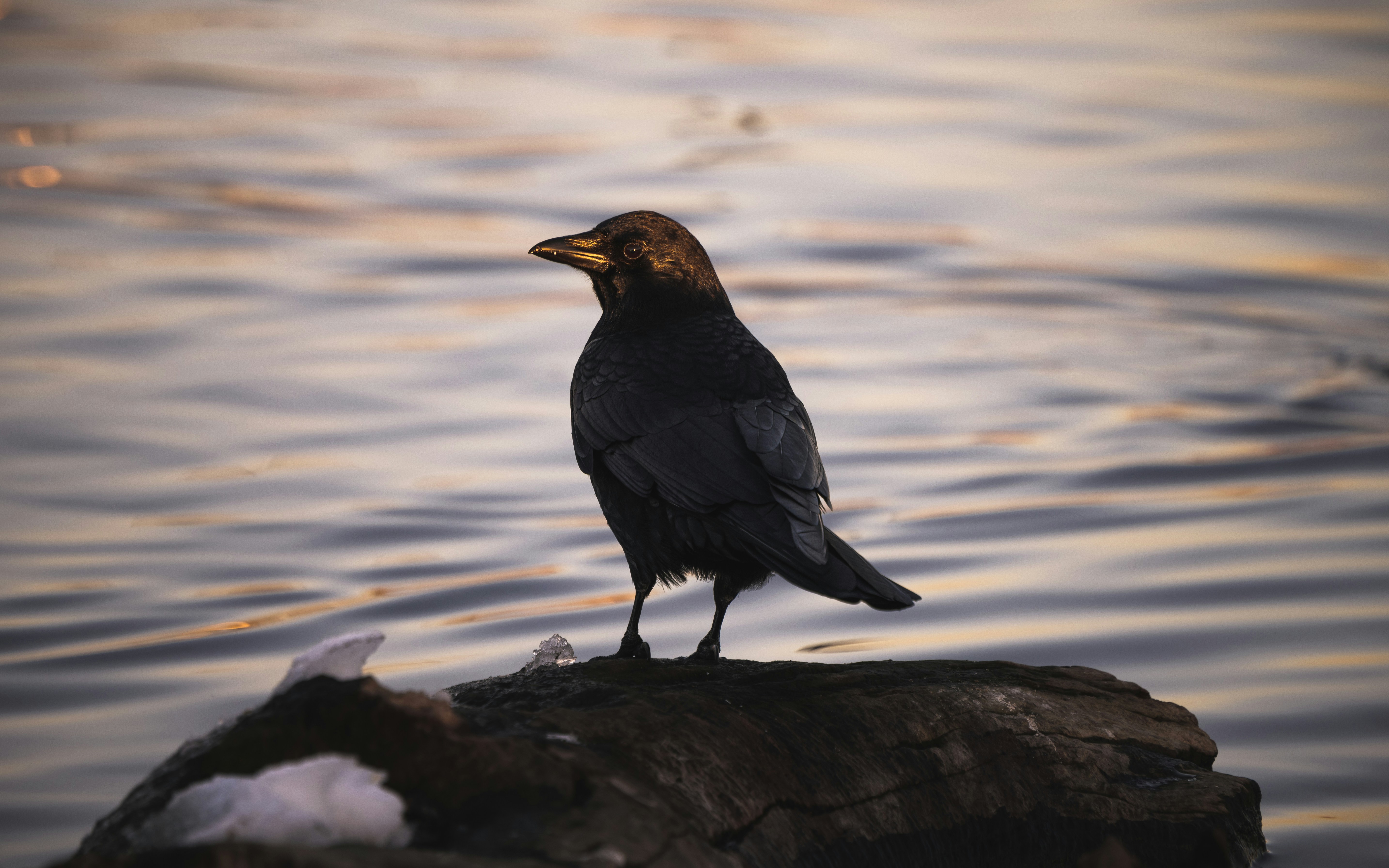 Black Bird on a Weathered Rock at Dusk