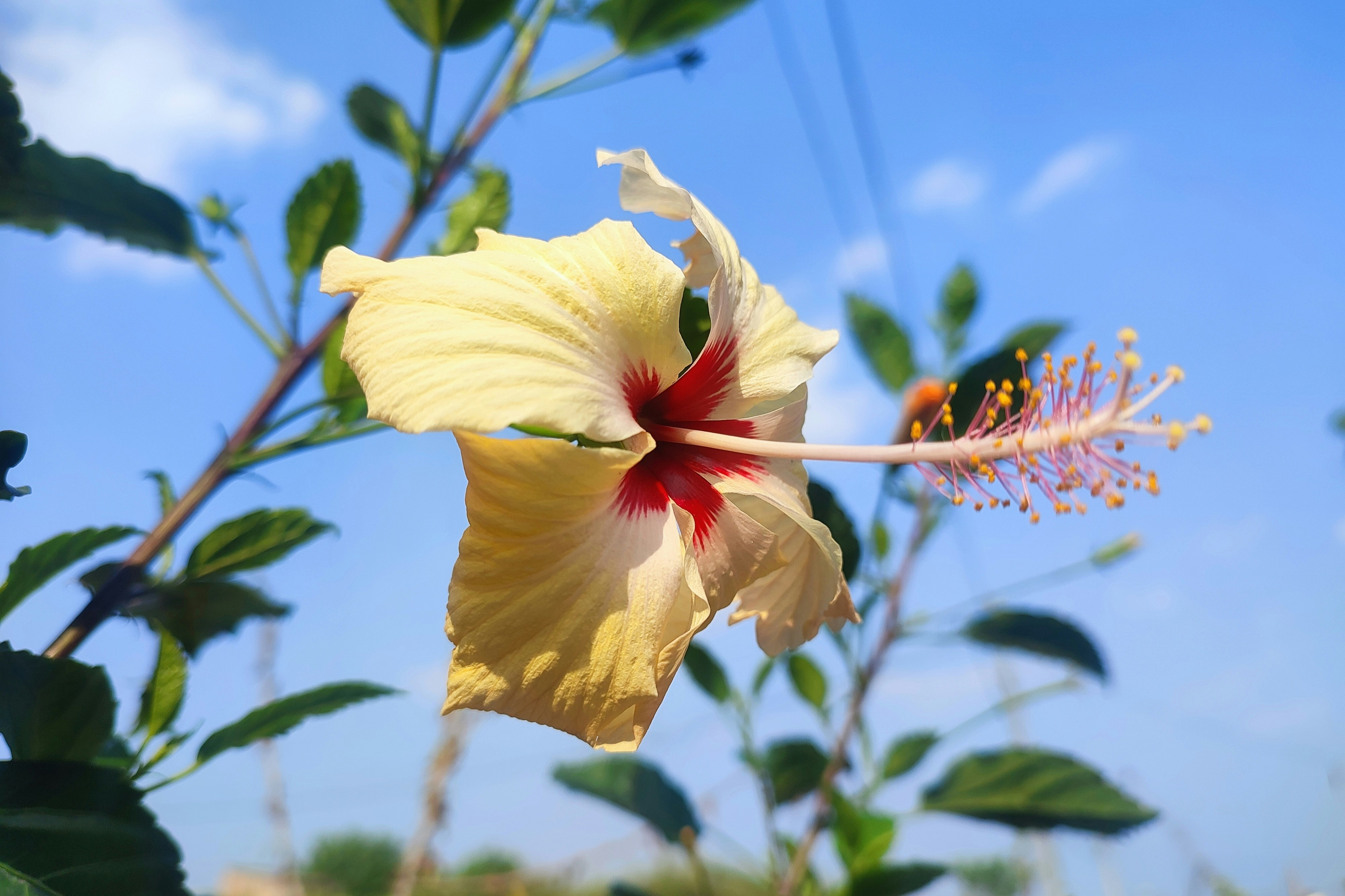 Indian Flowers Pictures | Download Free Images on Unsplash
