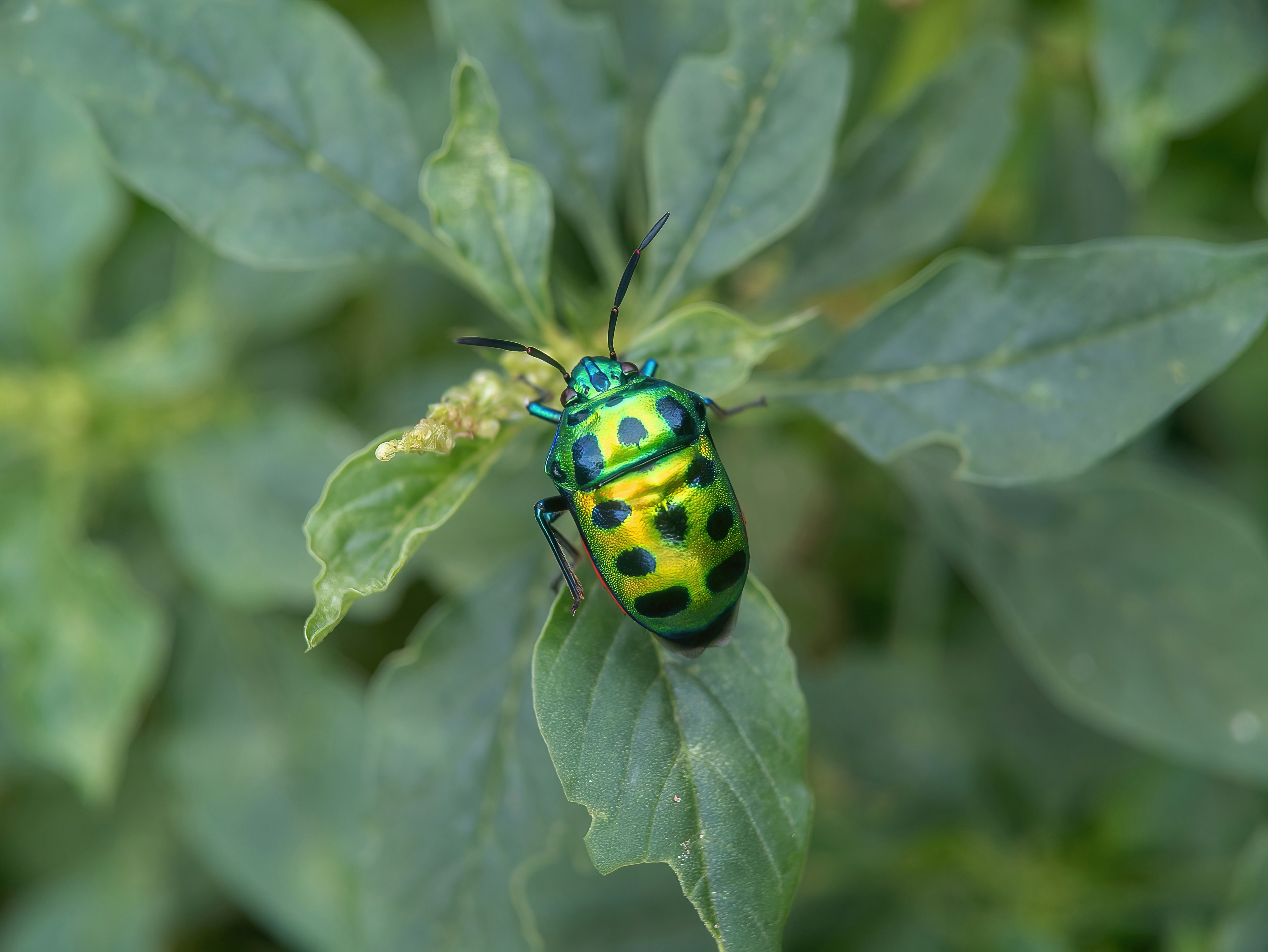 A green and yellow bug sitting on top of a green leaf photo – Free ...