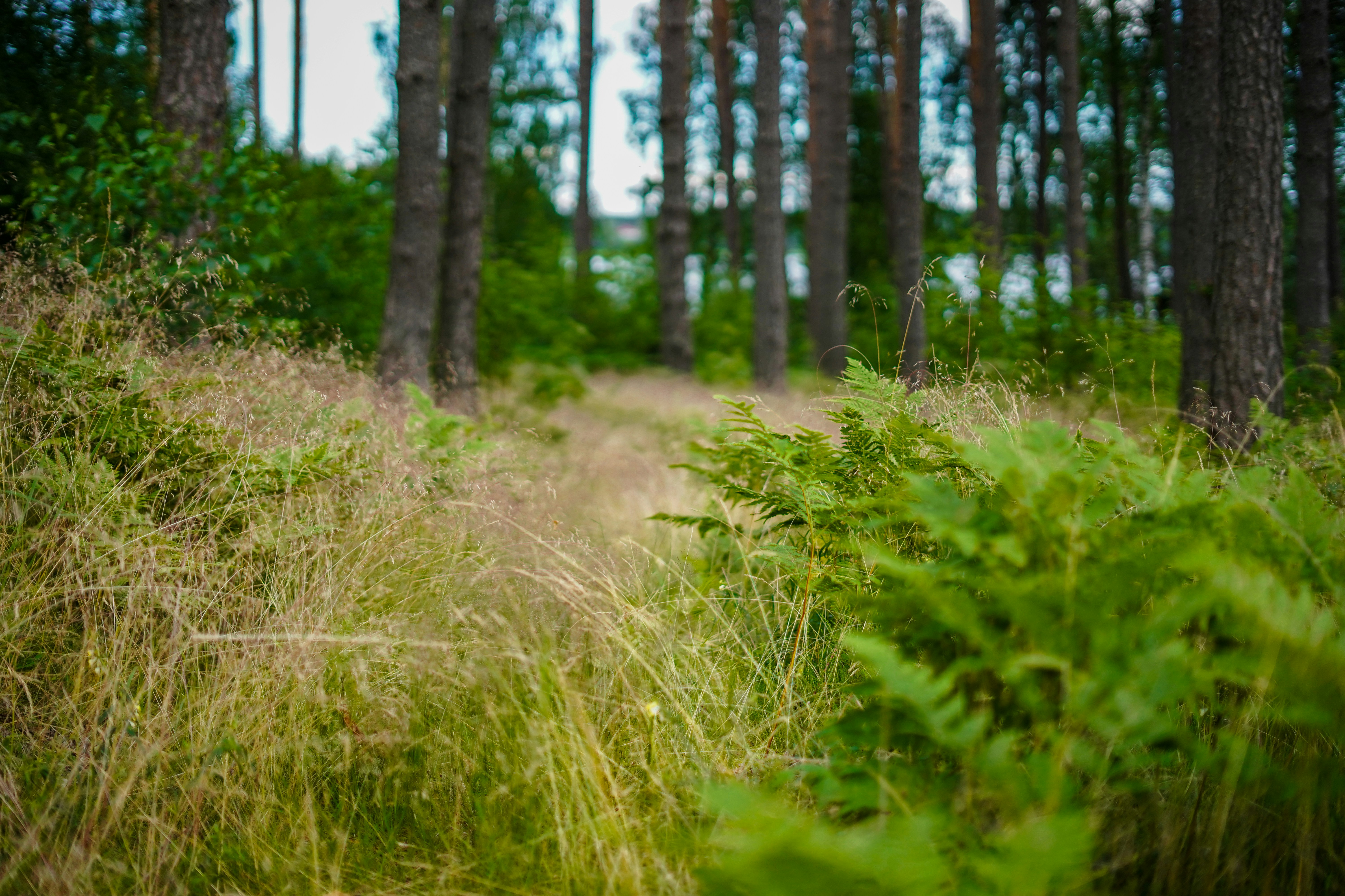 Edge of the Fern Path: Pine Forest Quiet
