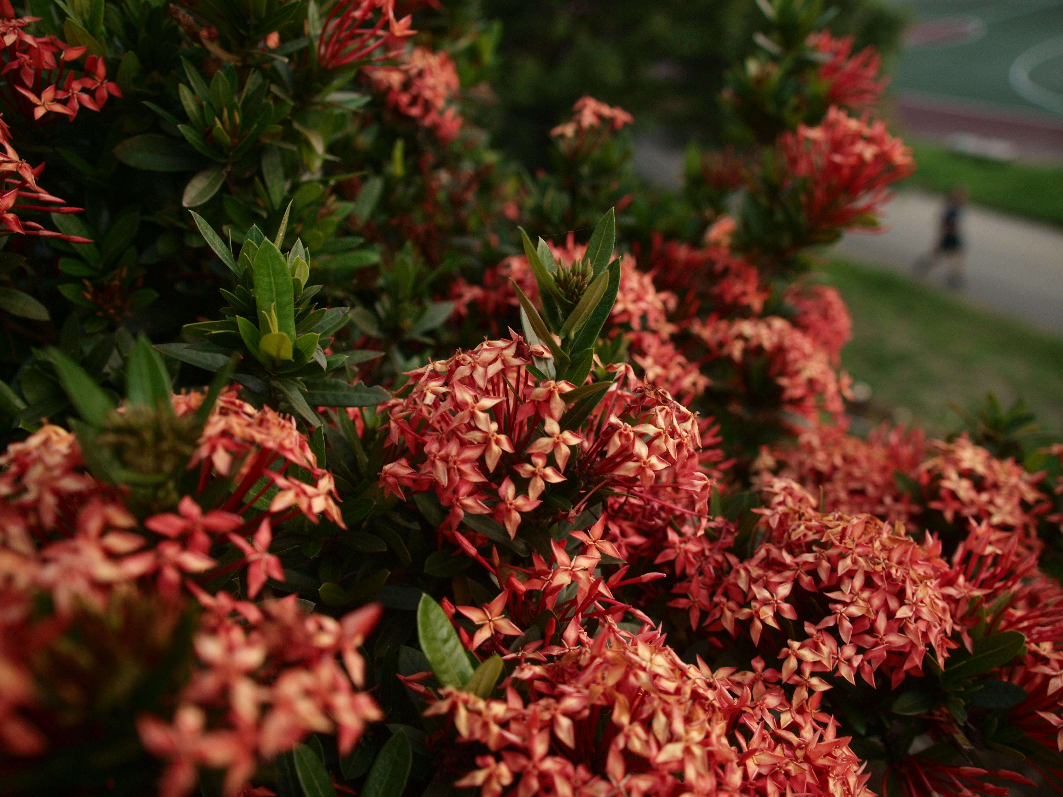 Un buisson aux fleurs rouges devant une route photo – Image gratuite de ...