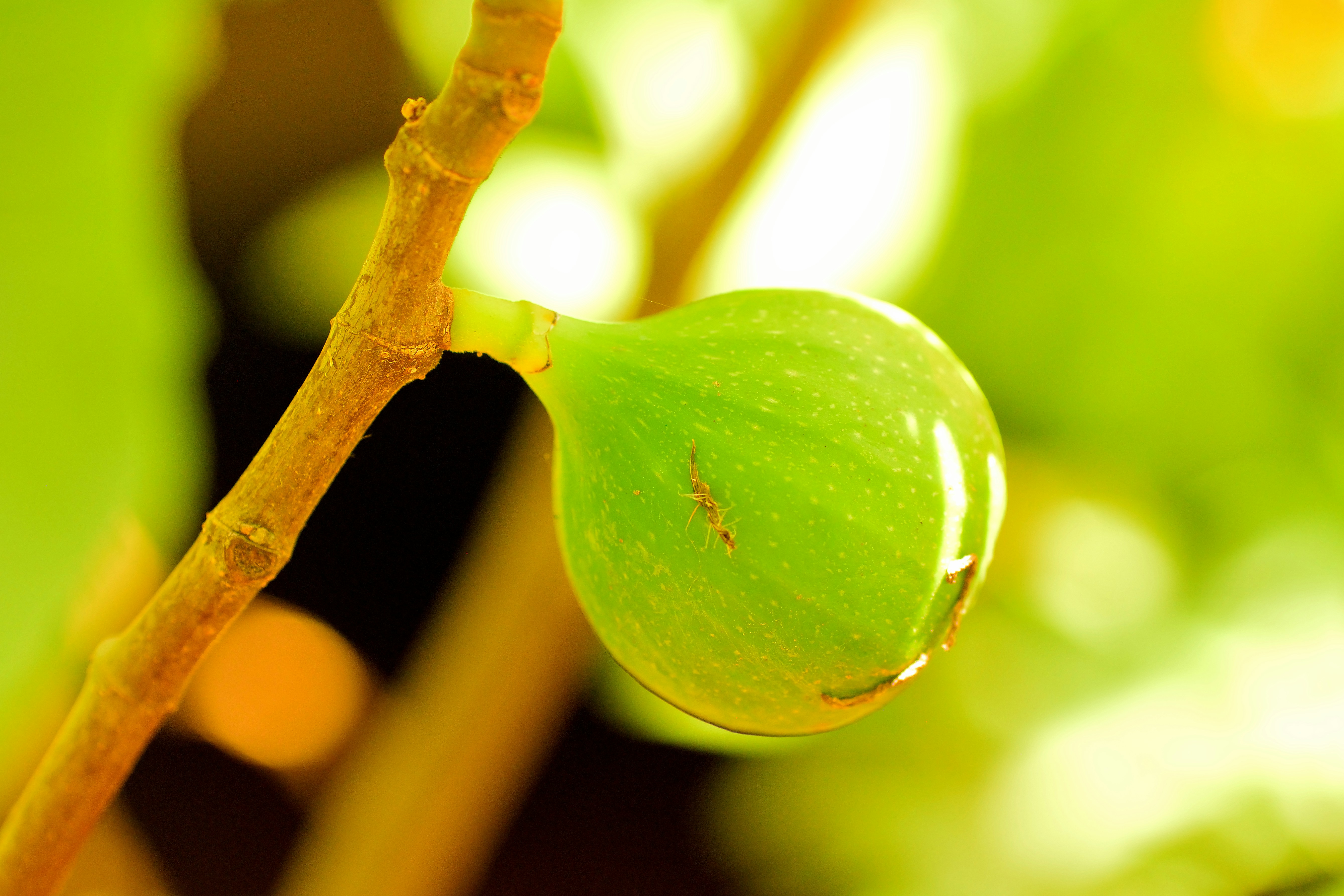 Emerging Green Figs: A Closer Look at a Bud on a Sunlit Stem