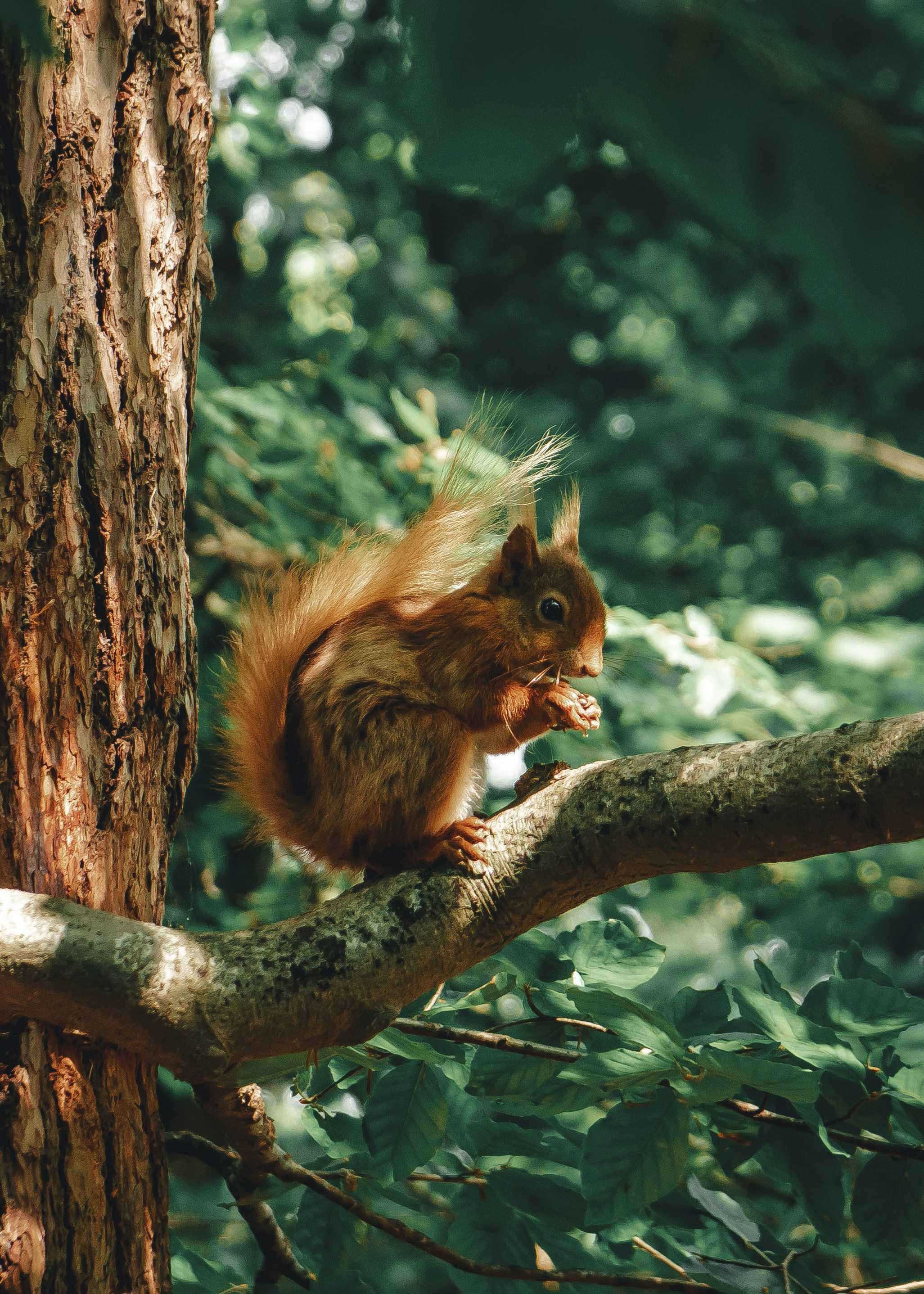 Nut-Nibbler on a Sunlit Branch: A Red Squirrel in Dappled Forest Light