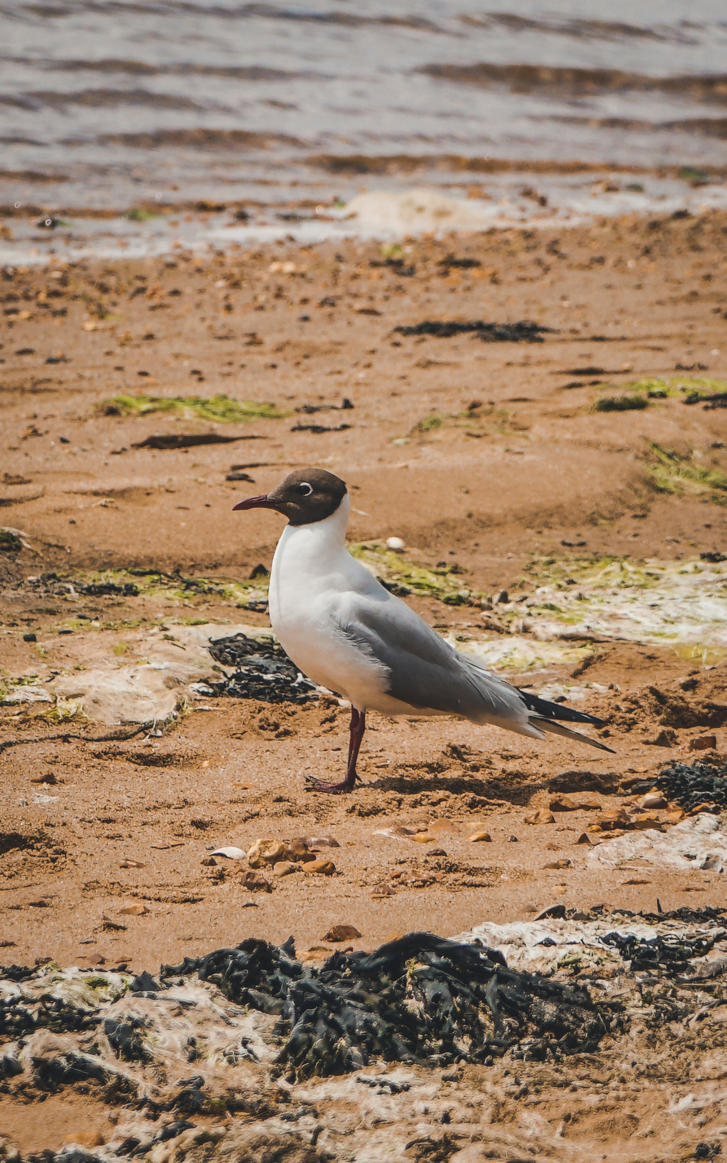 Beachbound Seagull: Quiet Confidence on a Tide-Kissed Shore