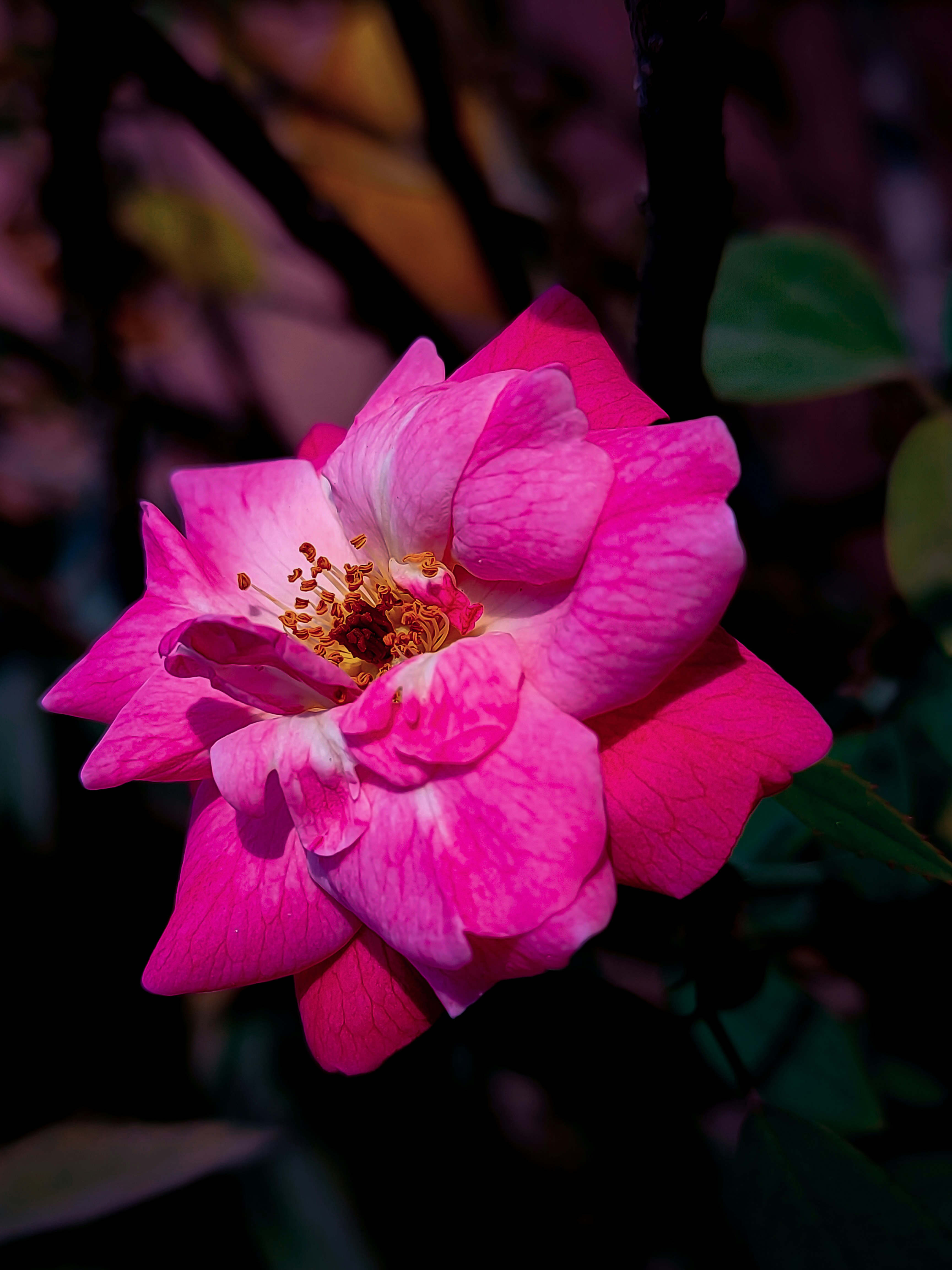 Close-up photograph of a vibrant pink rose with detailed petals against a dark, vignette background.