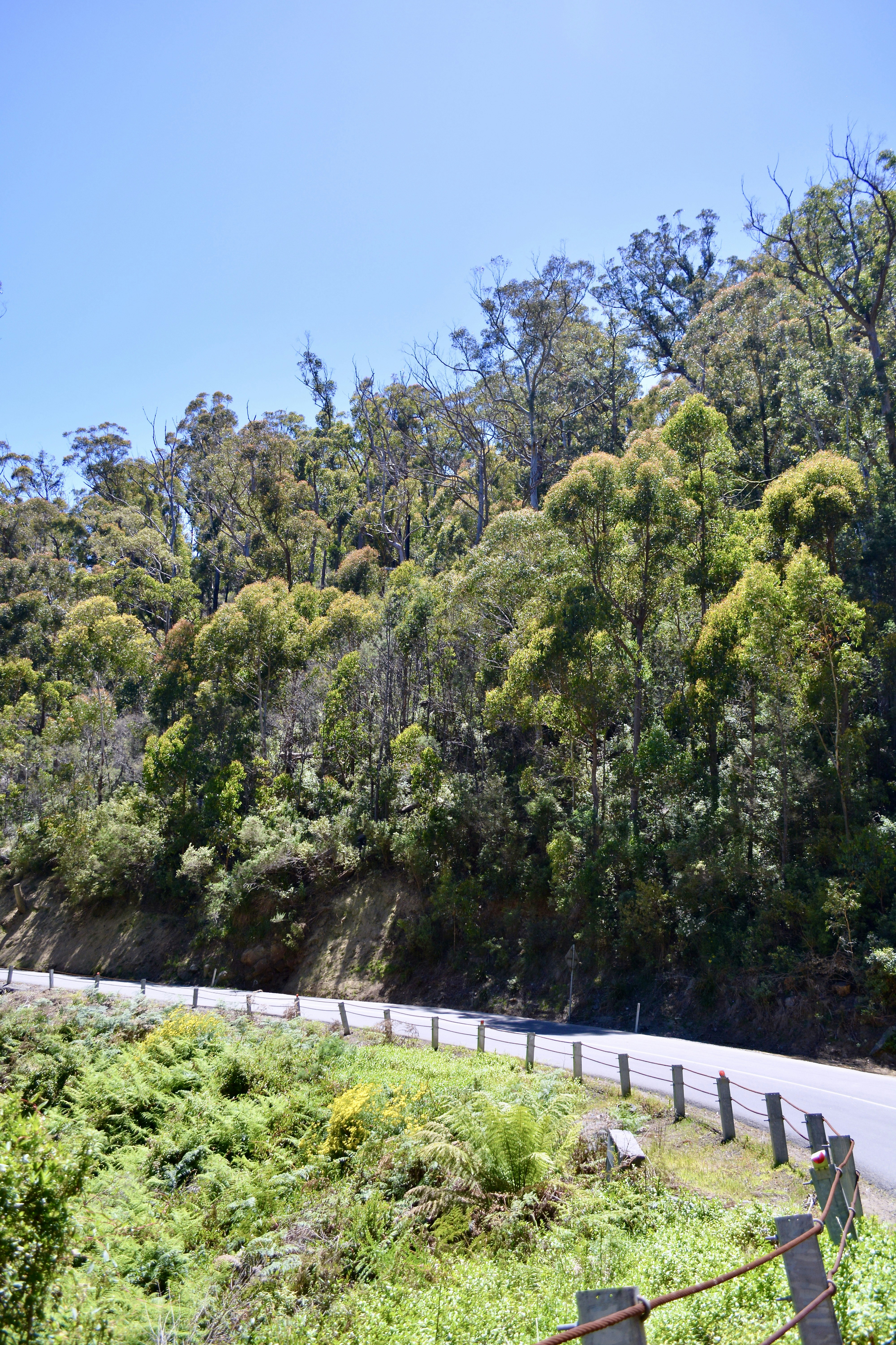 Sunlit Hill Crest: Roadside Canyon with Verdant Forest