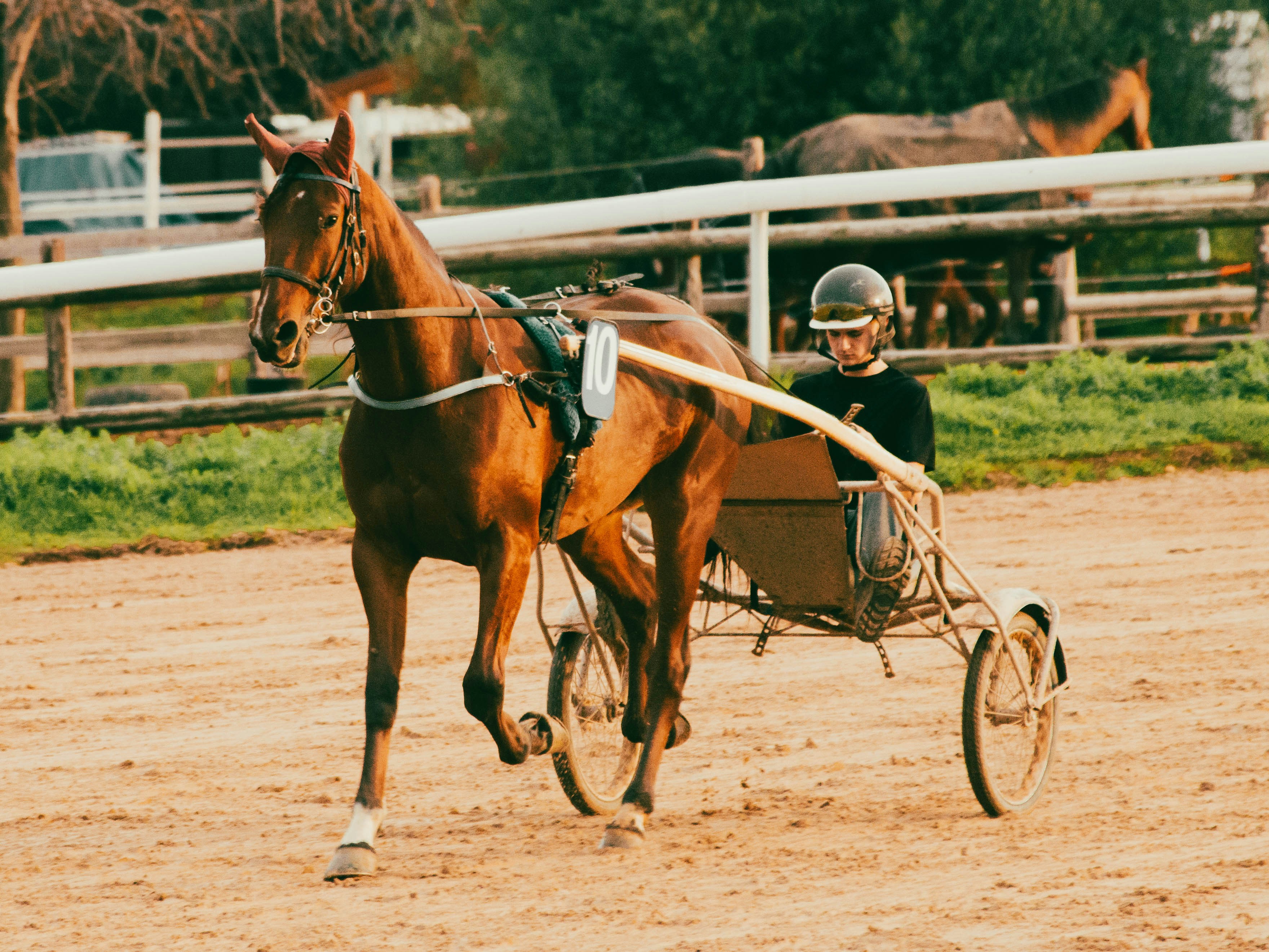 Hooves in Motion: Chestnut Horse and Sulky Across a Dusty Arena