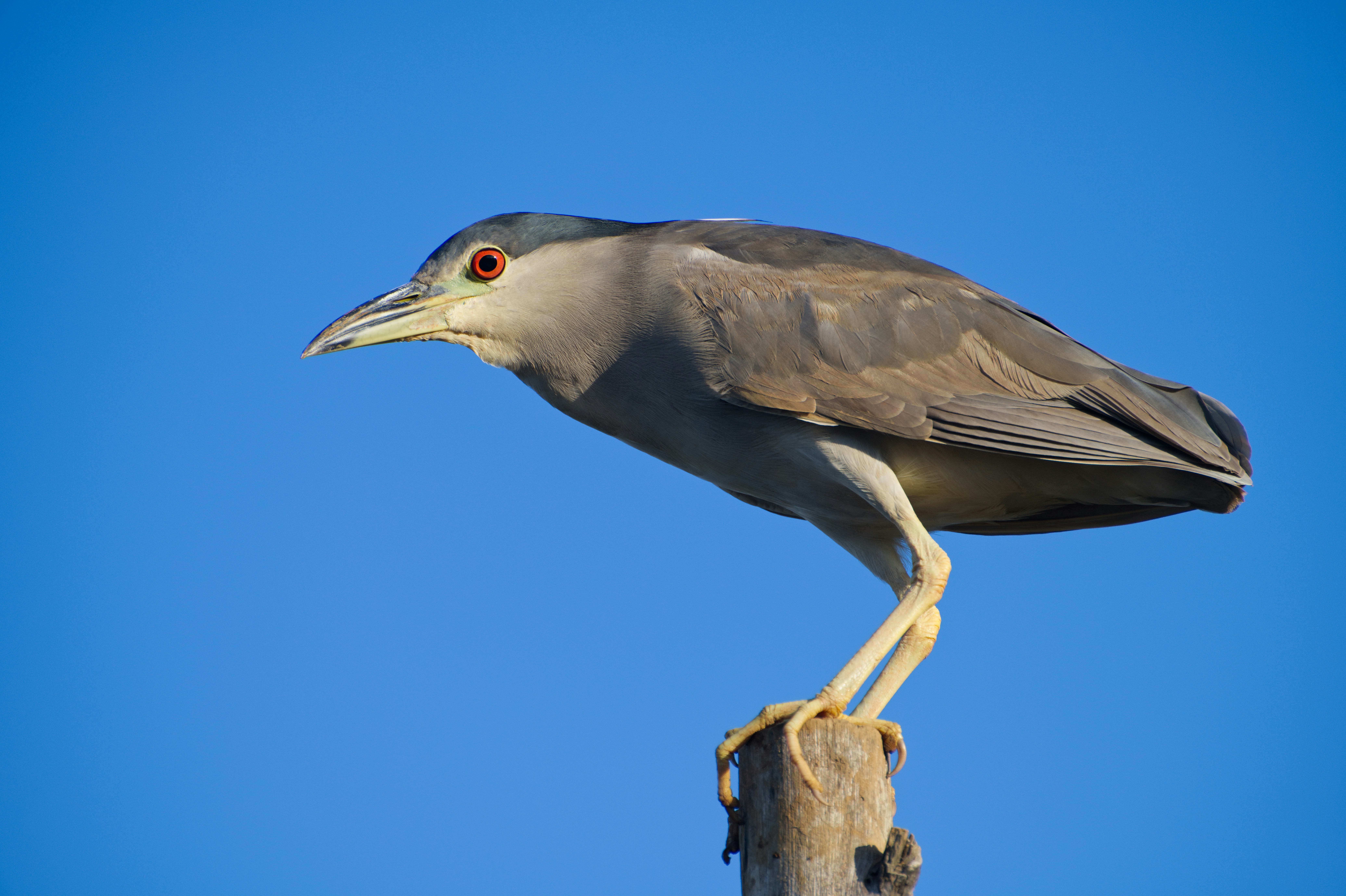 Red-eyed Heron on a Post against a Clear Blue Sky