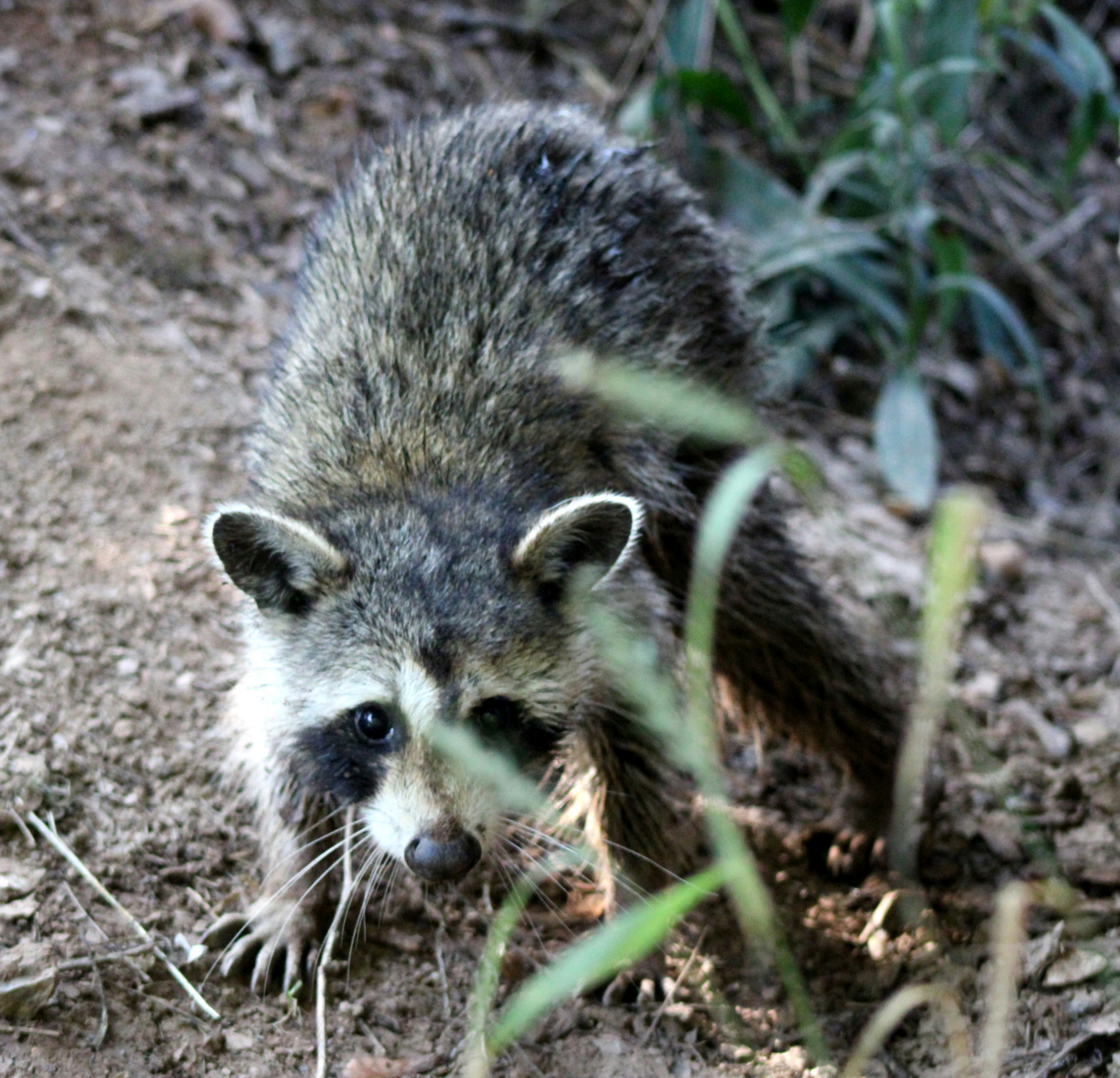 Foto Un mapache está parado en el suelo en la tierra – Imagen ...