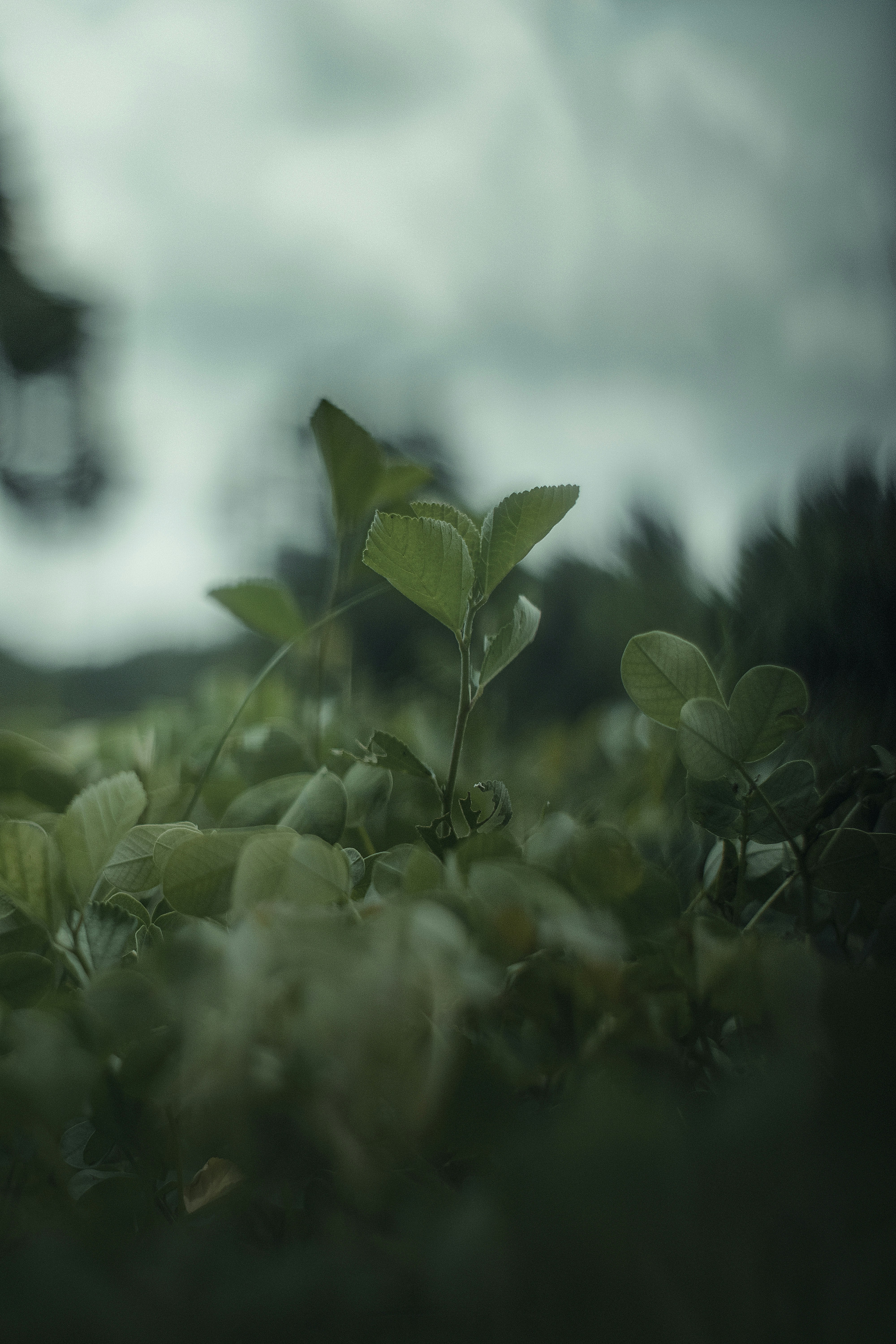 a green plant in the middle of a field