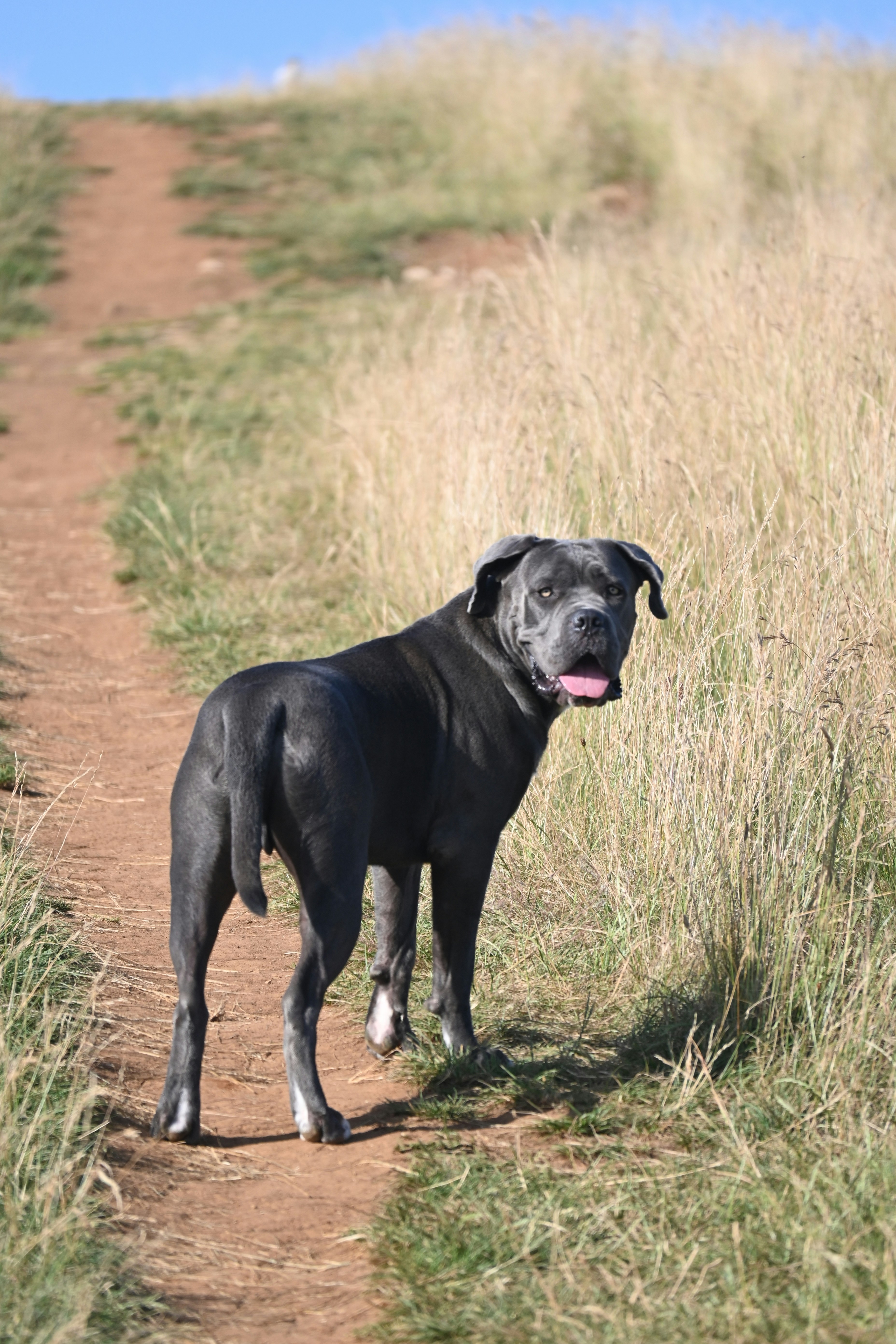 Cane Corso Rescue Stories: Why Adoption Matters