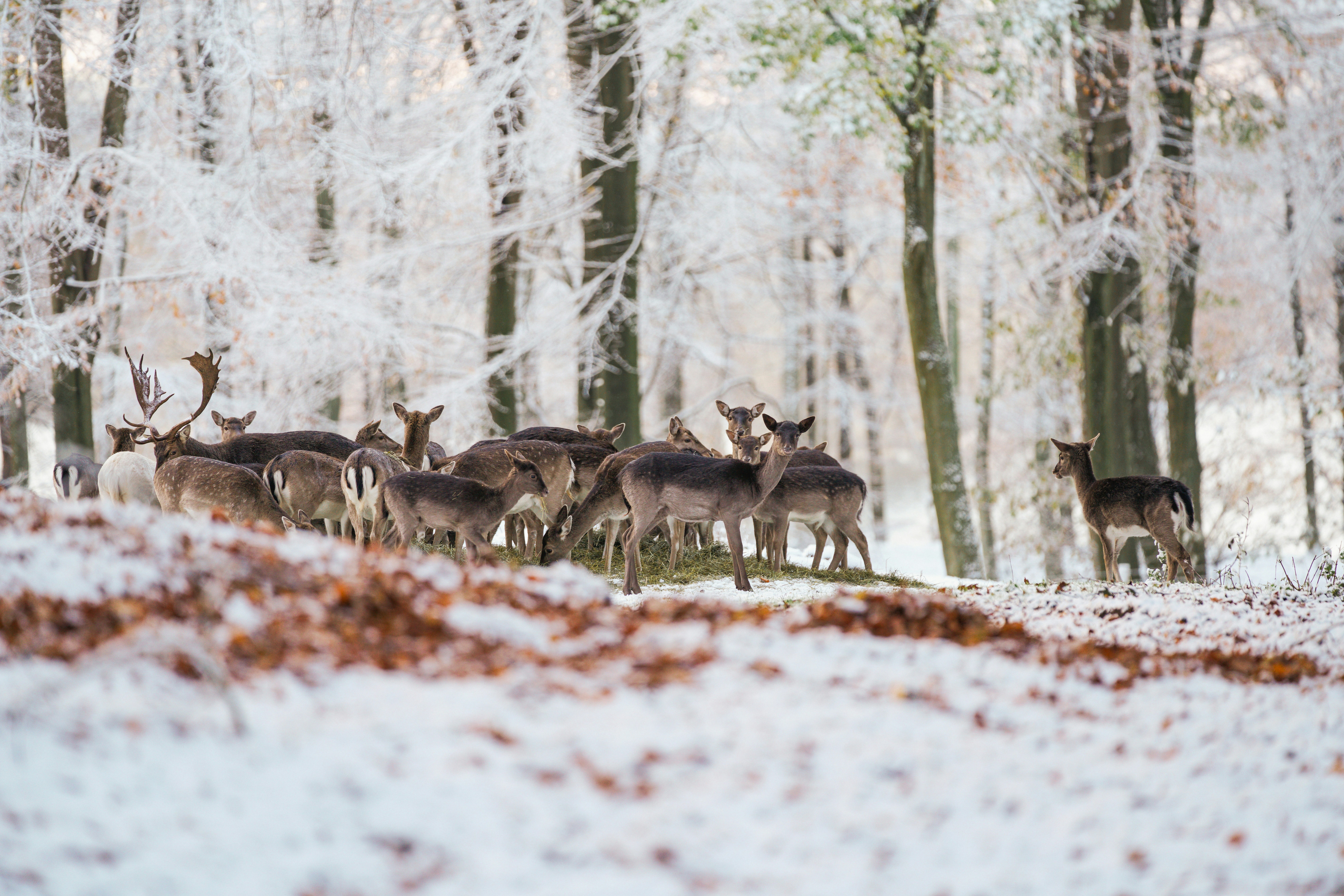 Un troupeau de cerfs debout au sommet d’une forêt enneigée photo ...