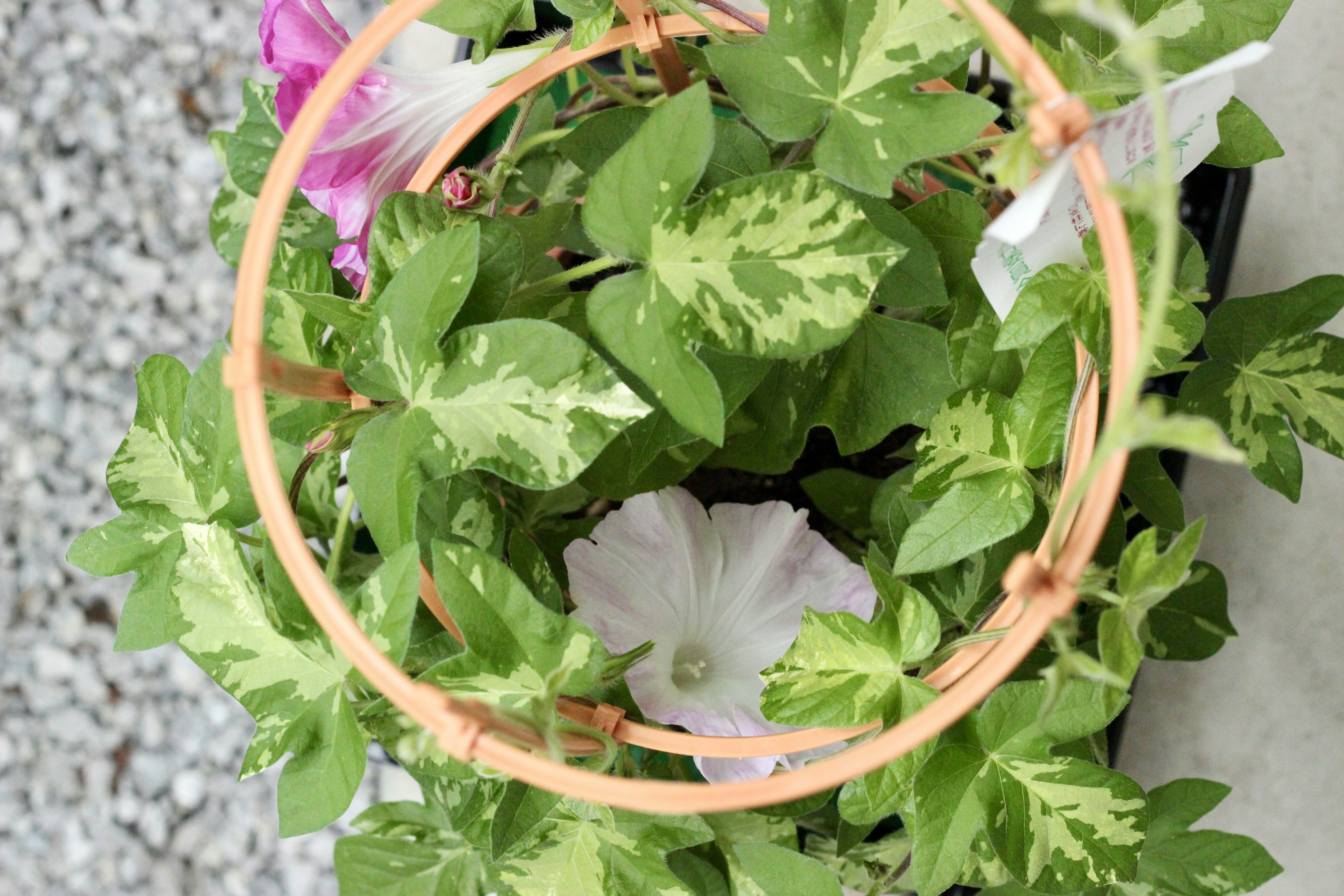 Peach Ring Overhead: Variegated Leaves Embrace a Central White Bloom