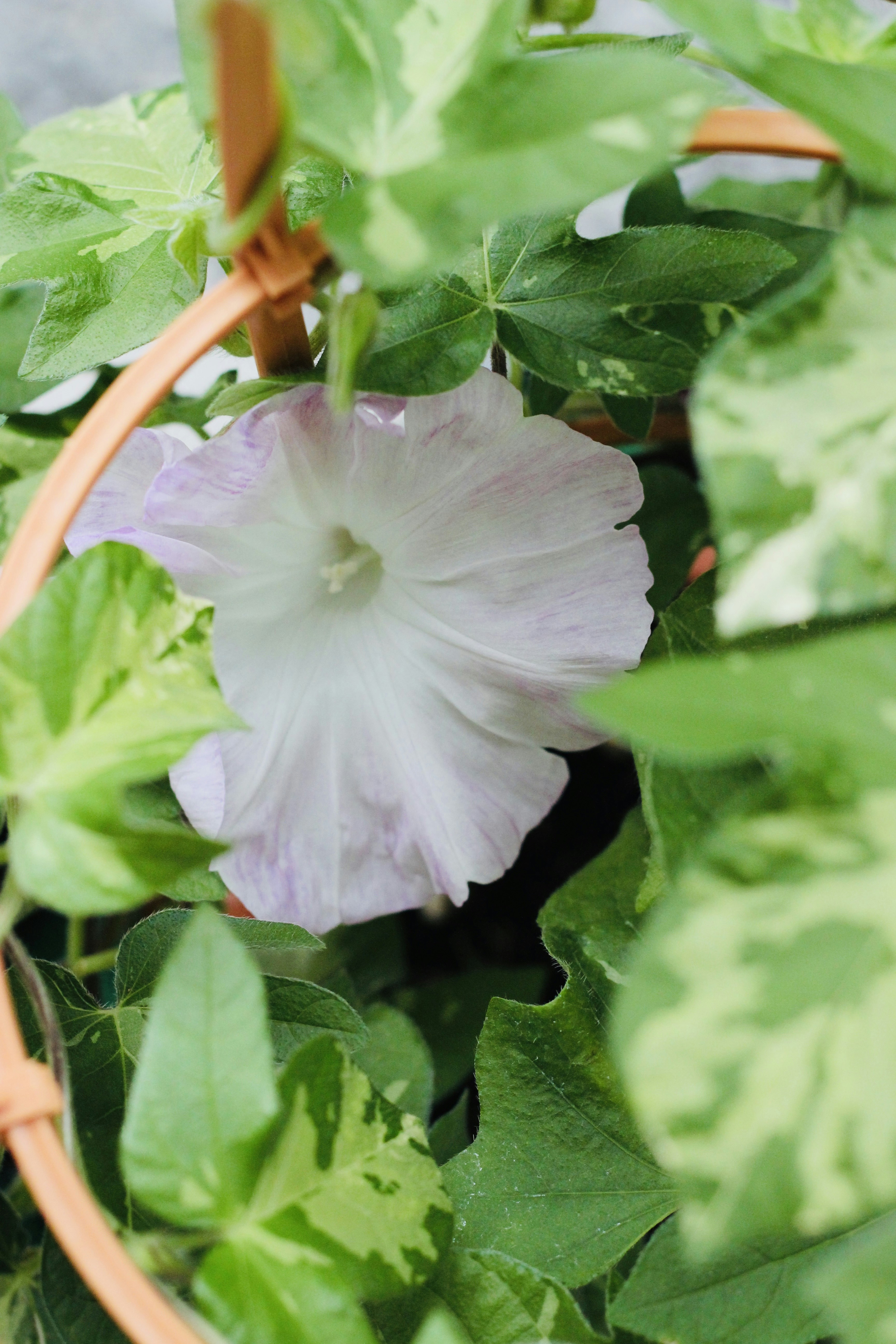 Pastel Morning Glory Framed by Verdant Veil in a Woven Basket