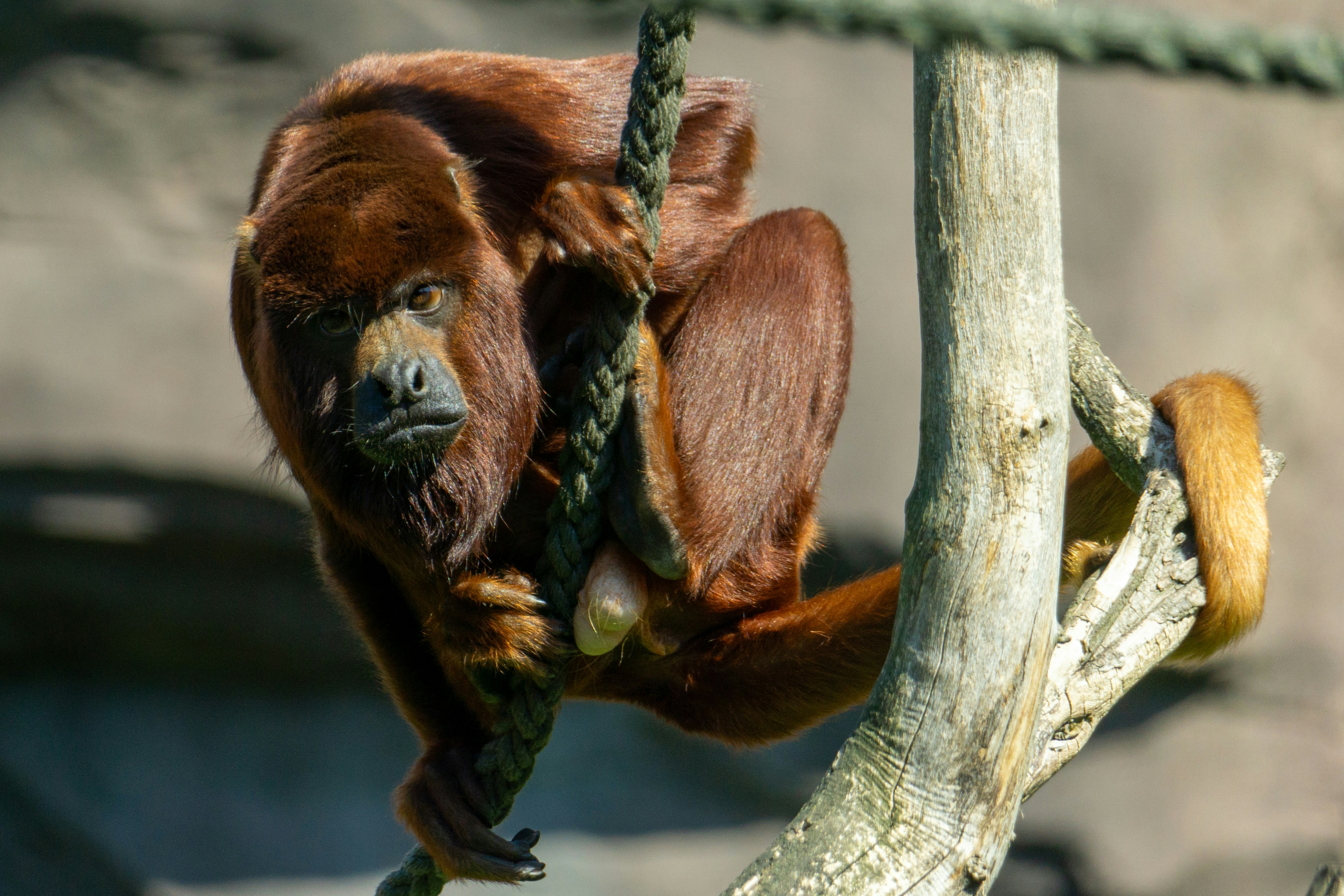 Foto Un mono colgando de una cuerda en un árbol – Imagen Mono en árbol ...