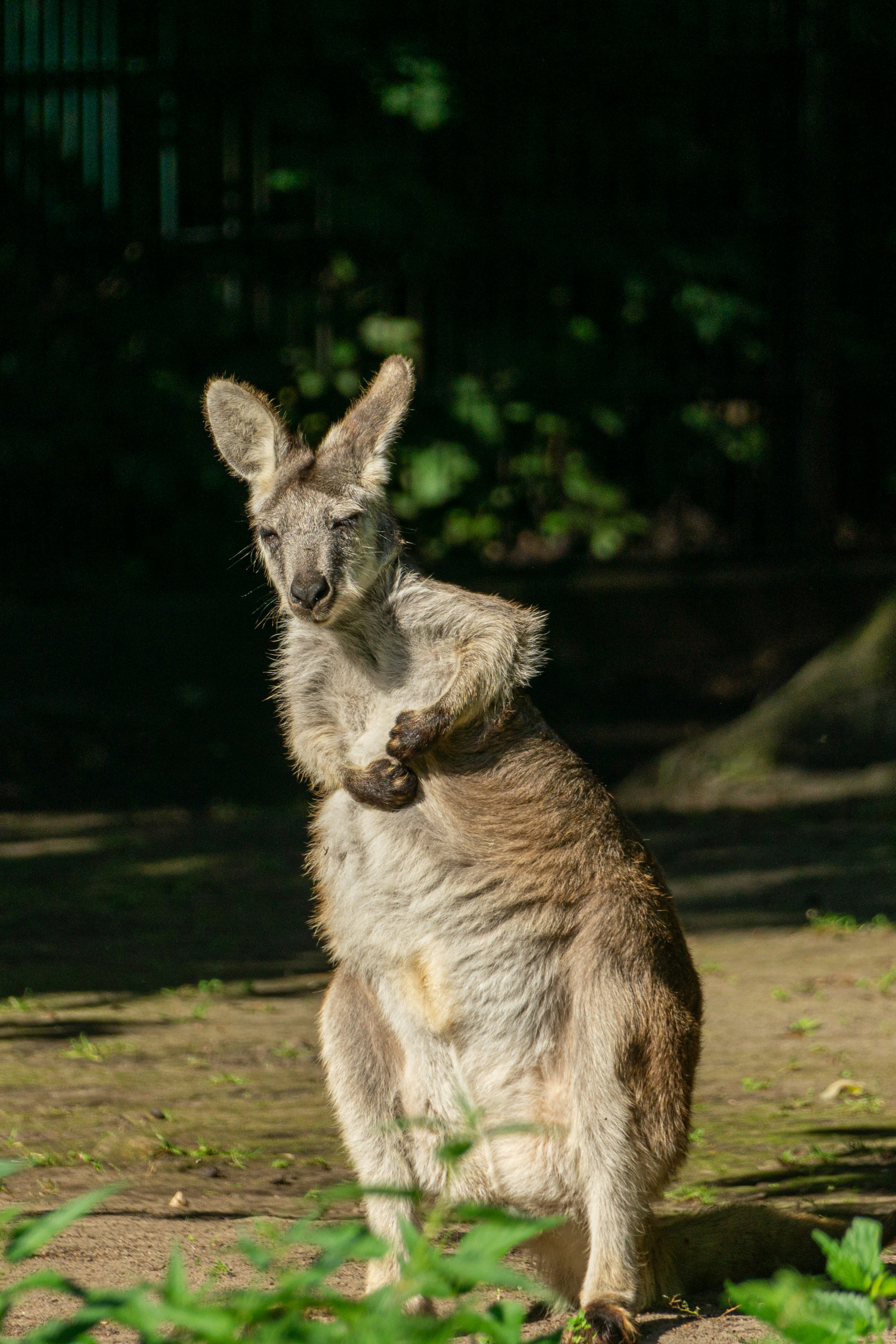 A small kangaroo standing on its hind legs photo – Free Wallaby Image ...