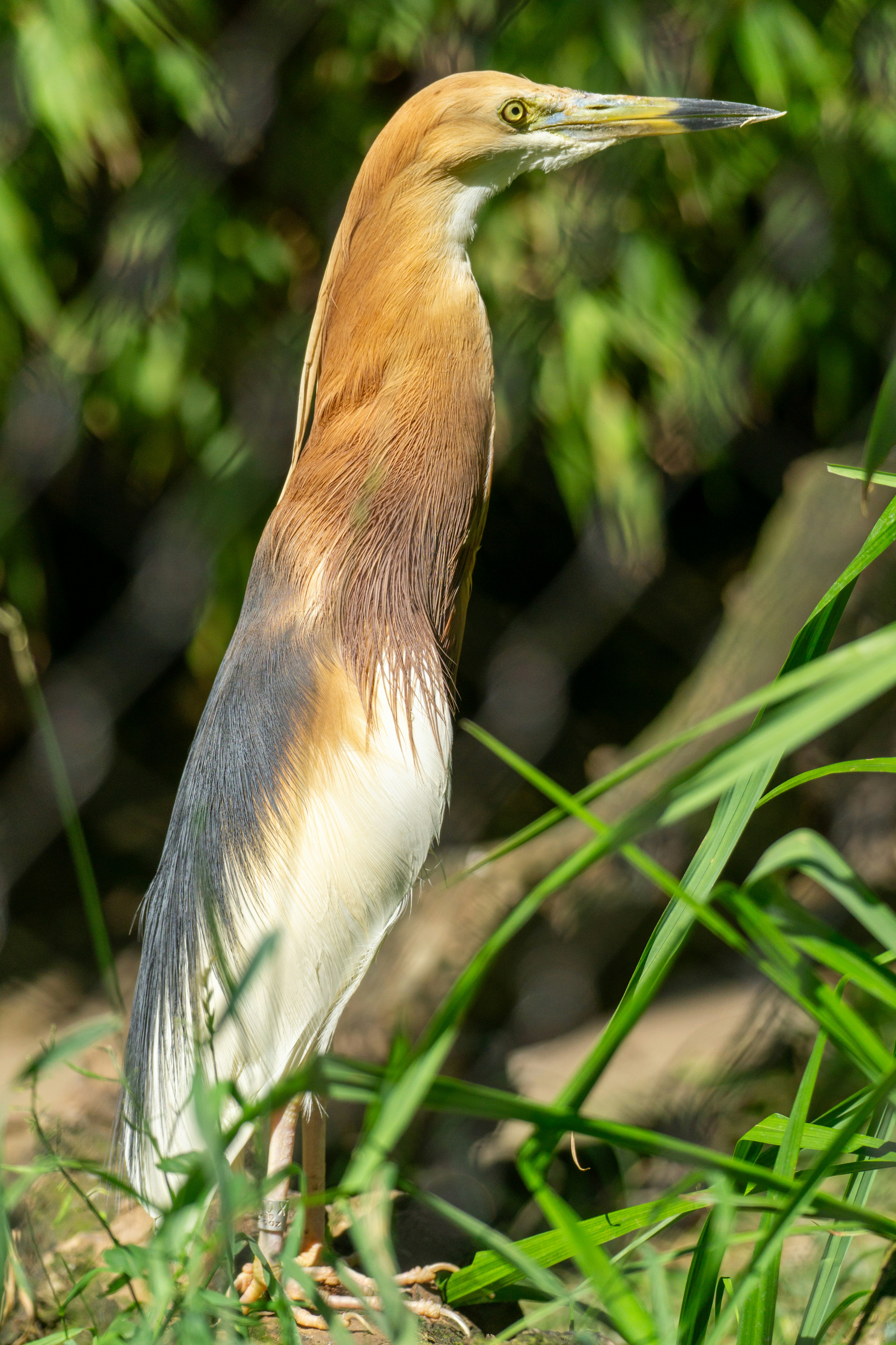 Copper-Necked Heron in Quiet Marshlight