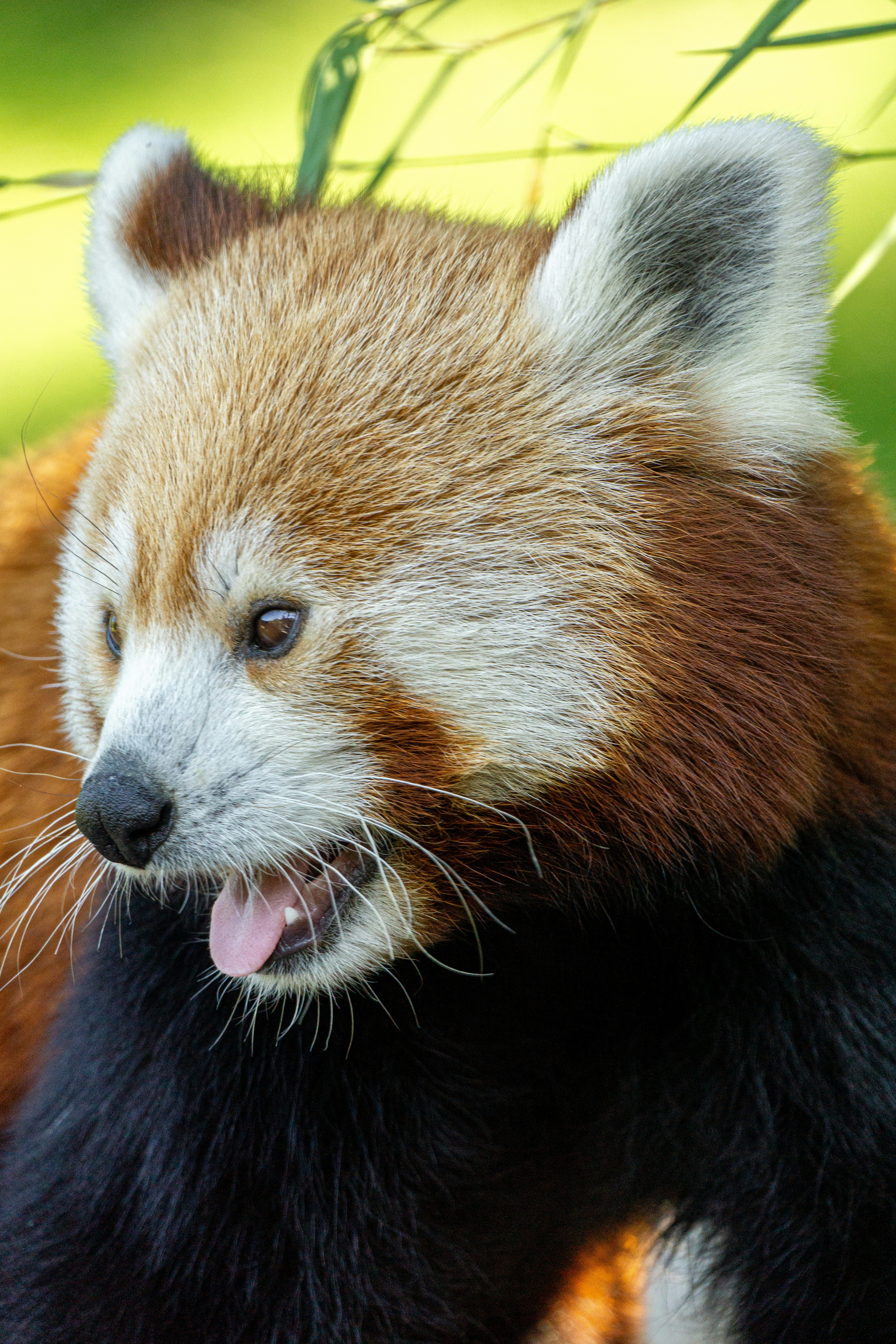 Sunlit Gaze: Close-Up of a Red Panda in Soft Green Light