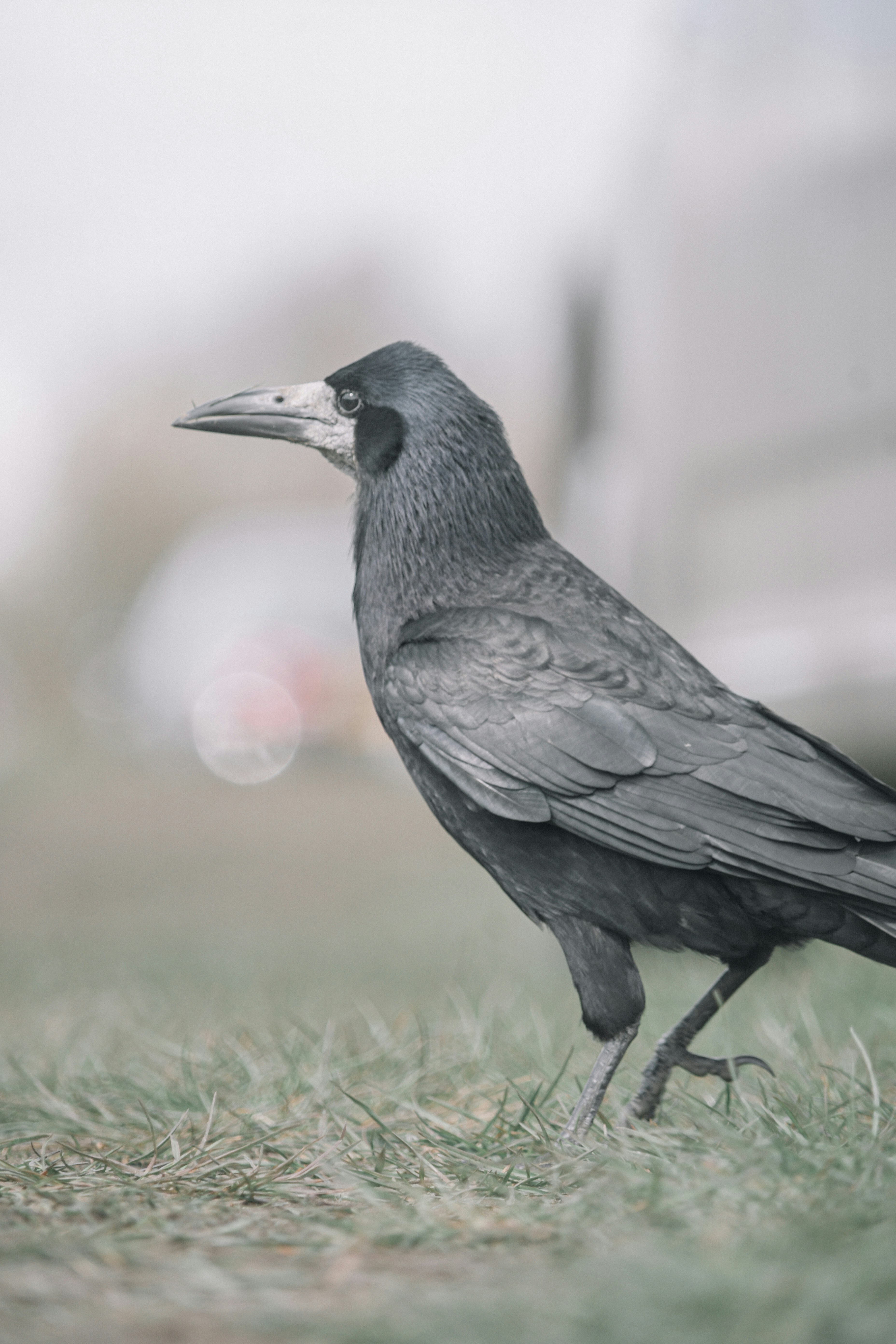 Foto zum Thema Ein schwarzer Vogel, der auf einem grasbedeckten Feld ...