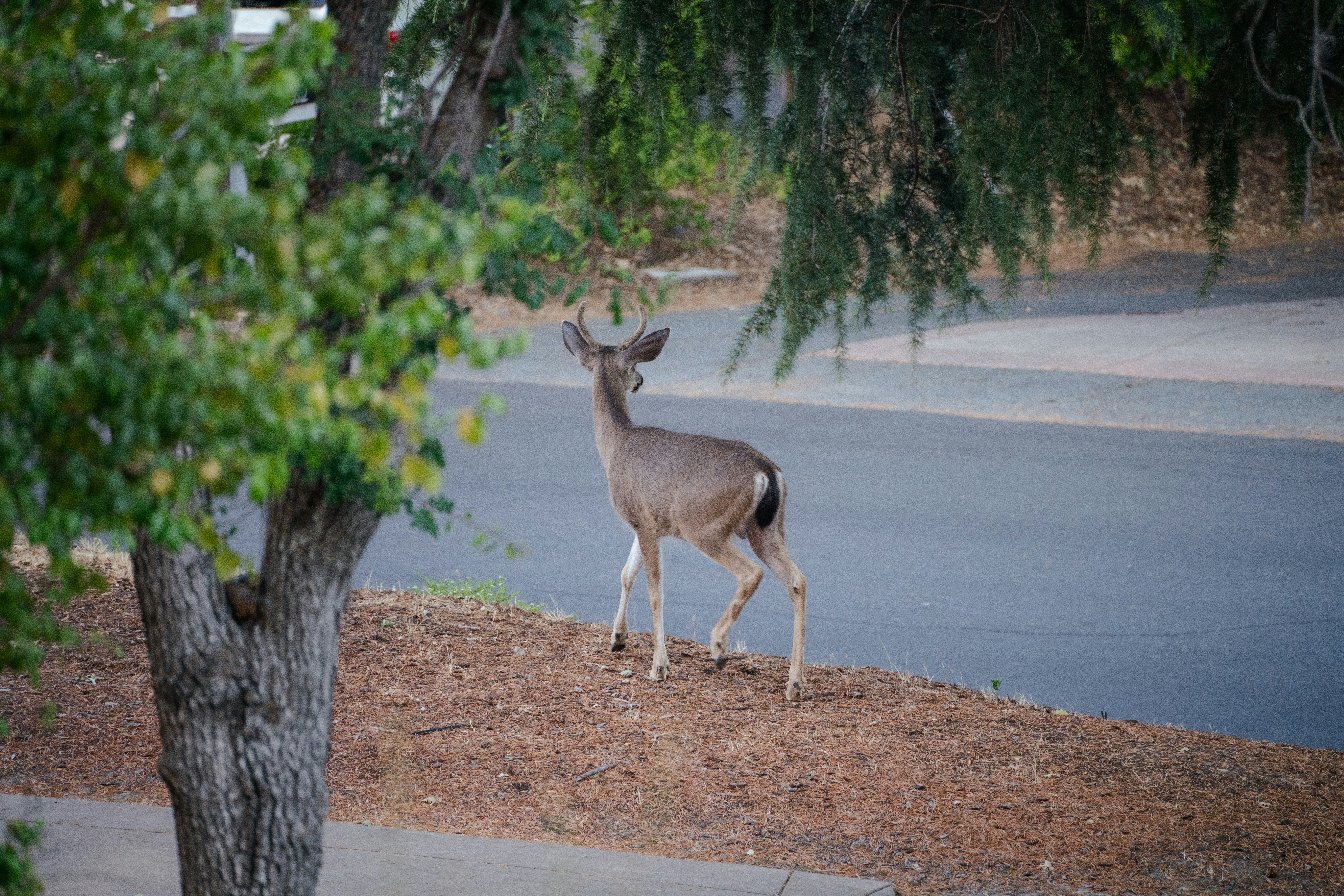 Quiet Roadside Watcher: a lone deer in late-day calm