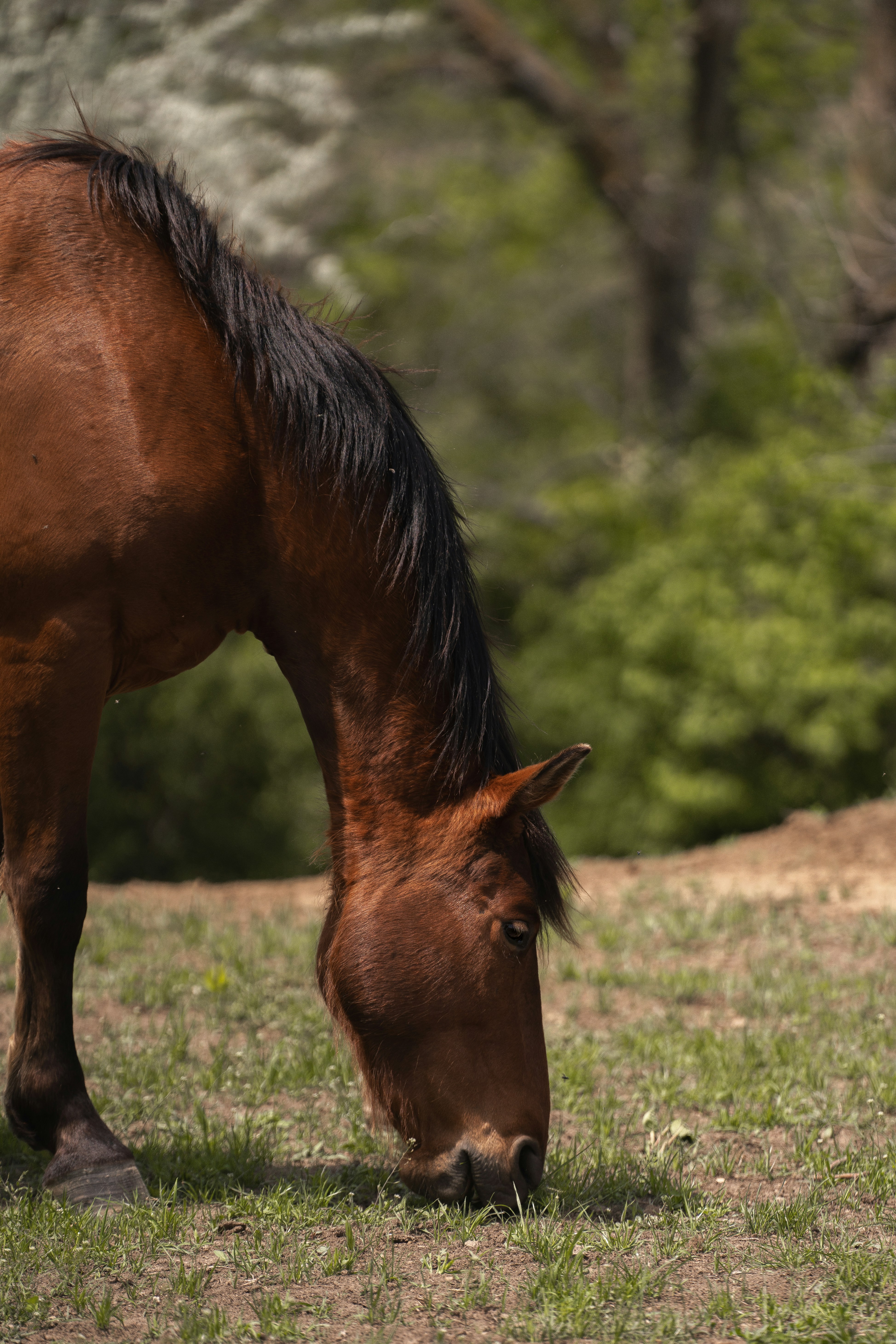 Chestnut horse grazing peacefully in a sunlit meadow surrounded by lush greenery.