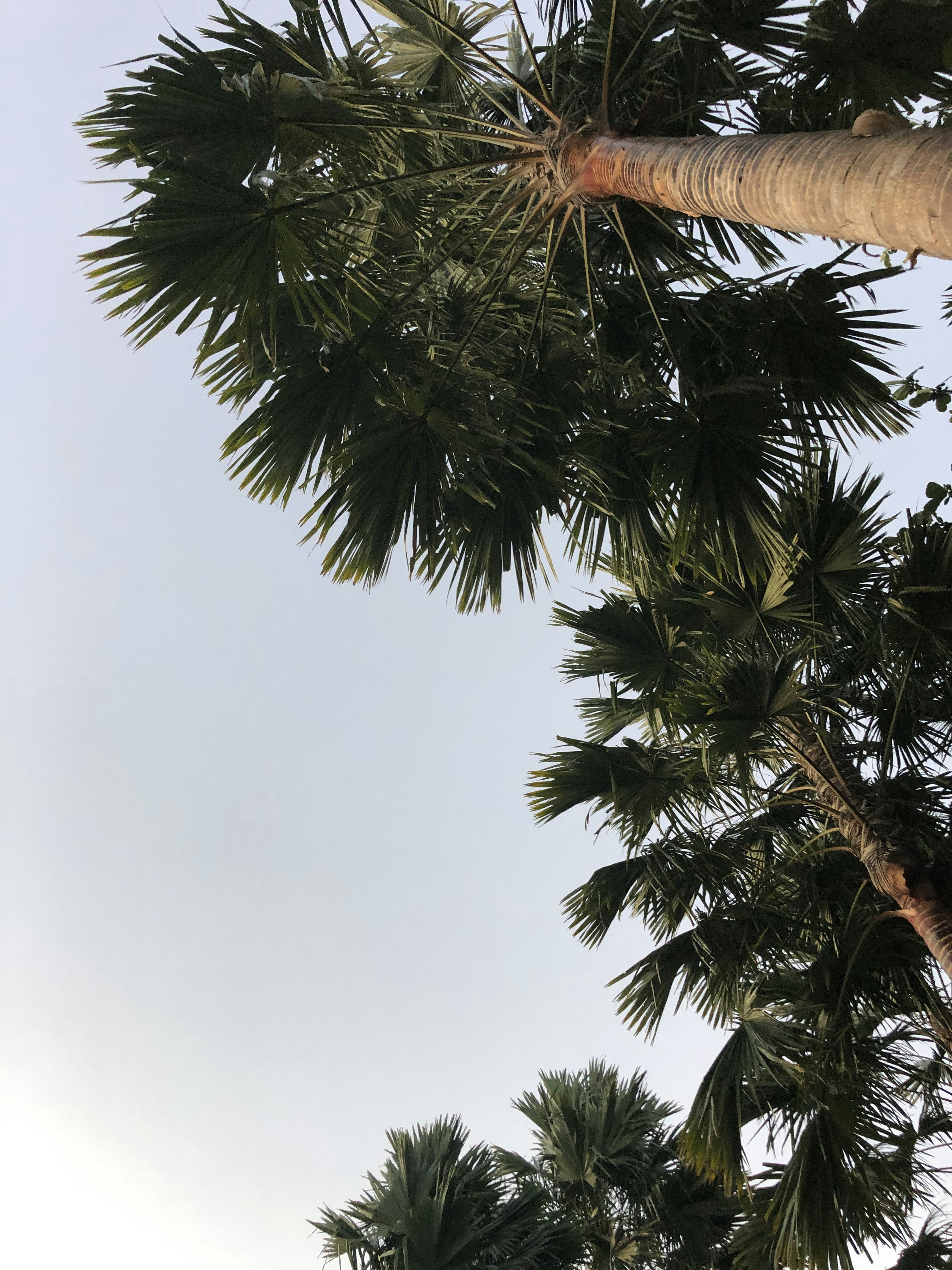 Canopy Ascend: Palm Fronds Framing a Skyward Scene