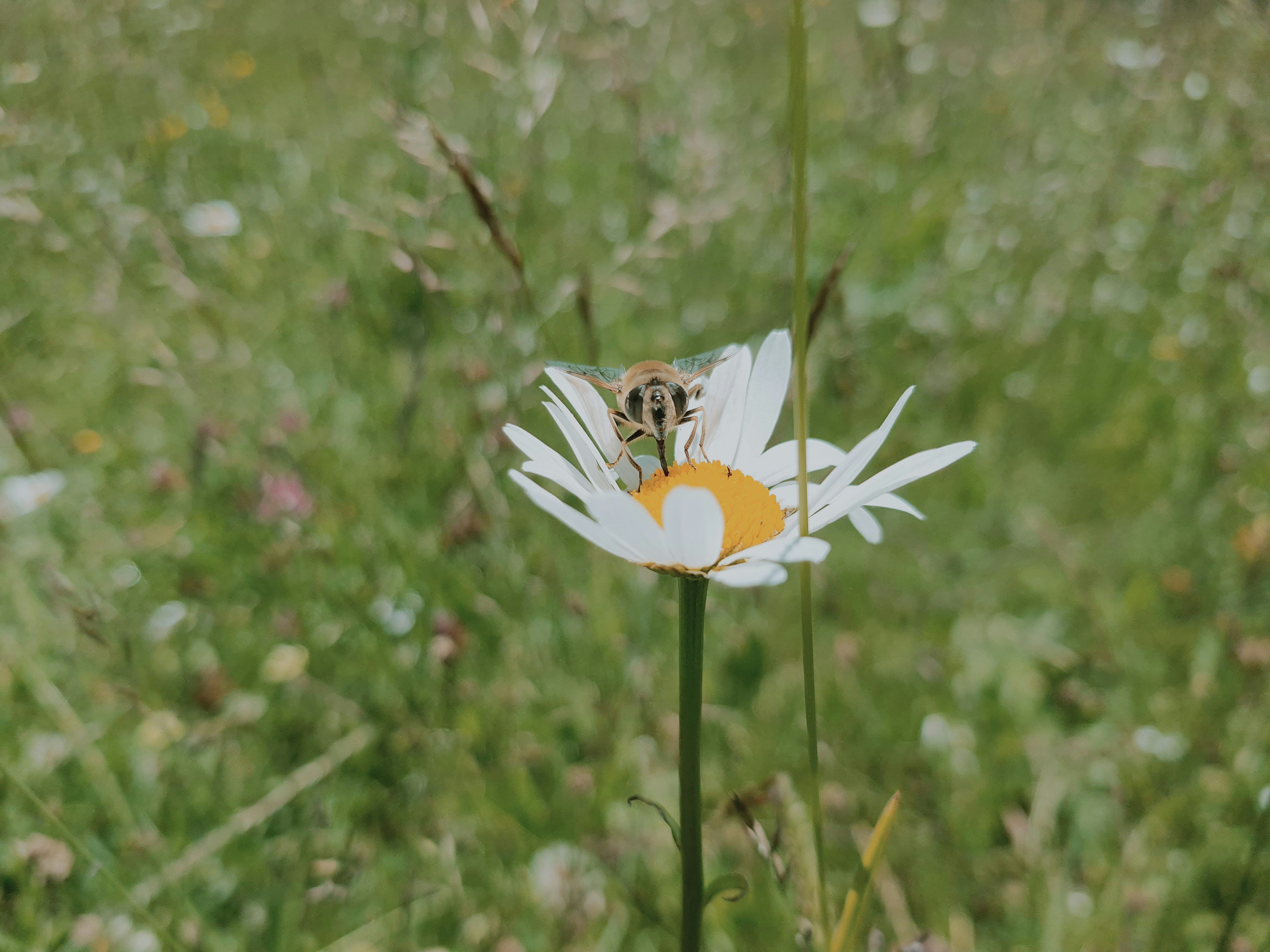 Daisy Cam in Focus: A Hovering Bee at the Petal Edge