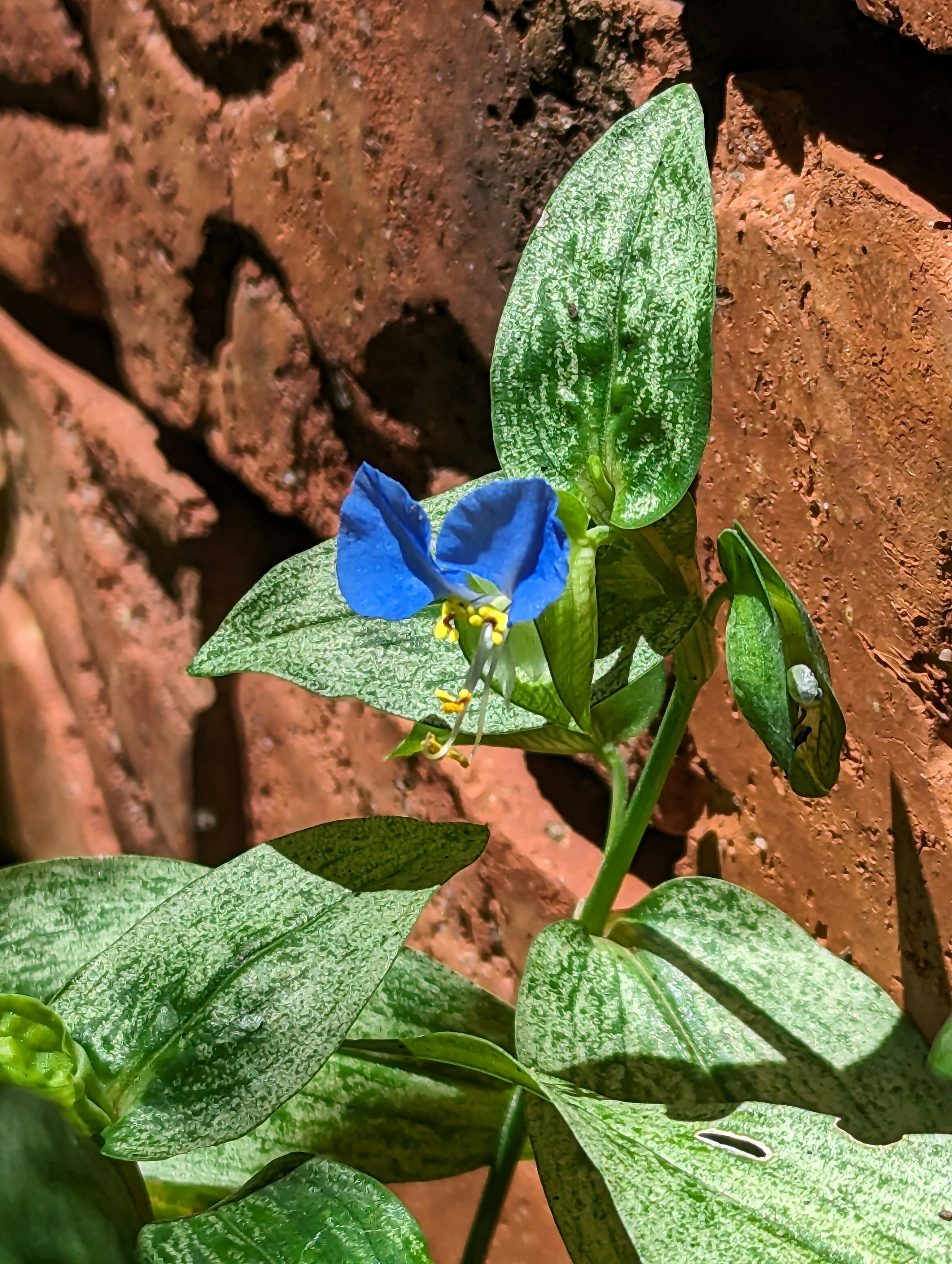 Azure blossom against sunlit brick