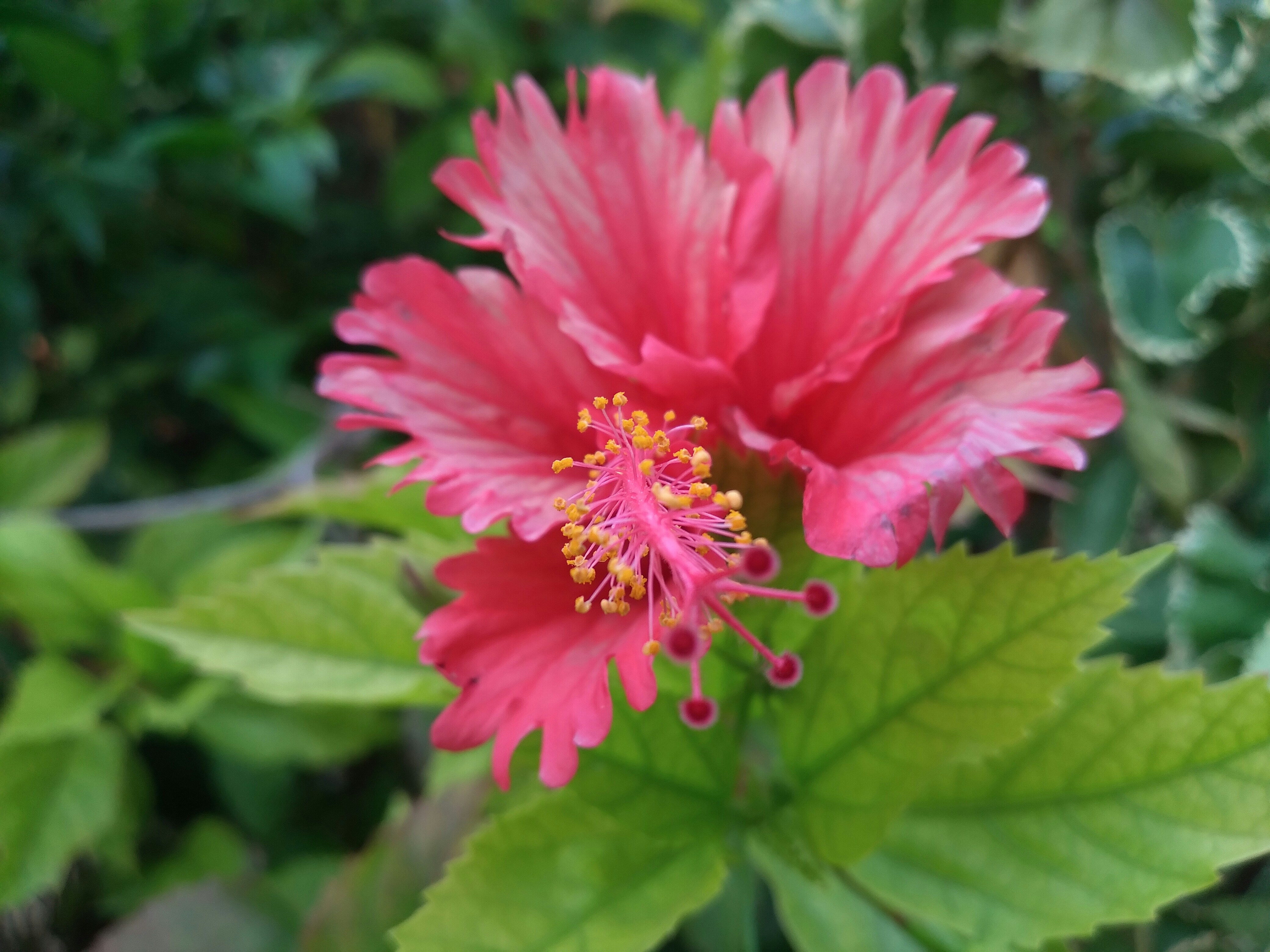 A close up of a pink flower with green leaves photo – Free Flower Image ...
